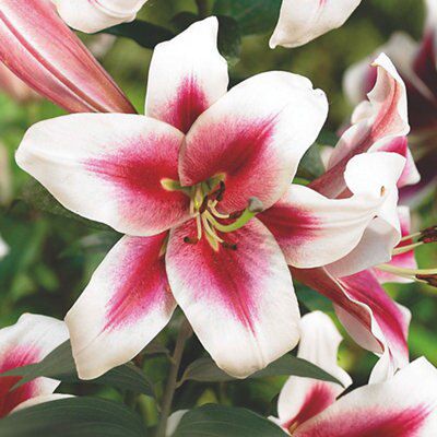 "Altari" Lily Flower bulb | DIY at B&Q