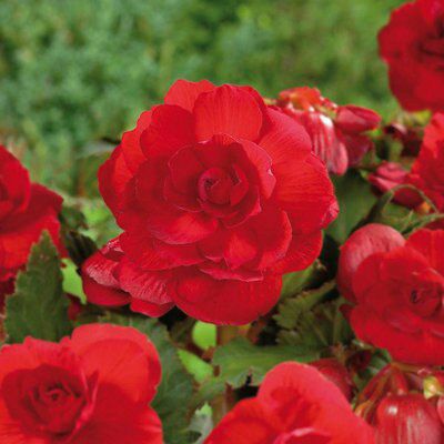 "Double Red" Flower bulb | DIY at B&Q