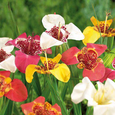 "Tigridia Mixed" Flower bulb | DIY at B&Q