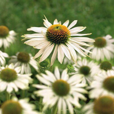 "White Swan" Flower bulb | DIY at B&Q