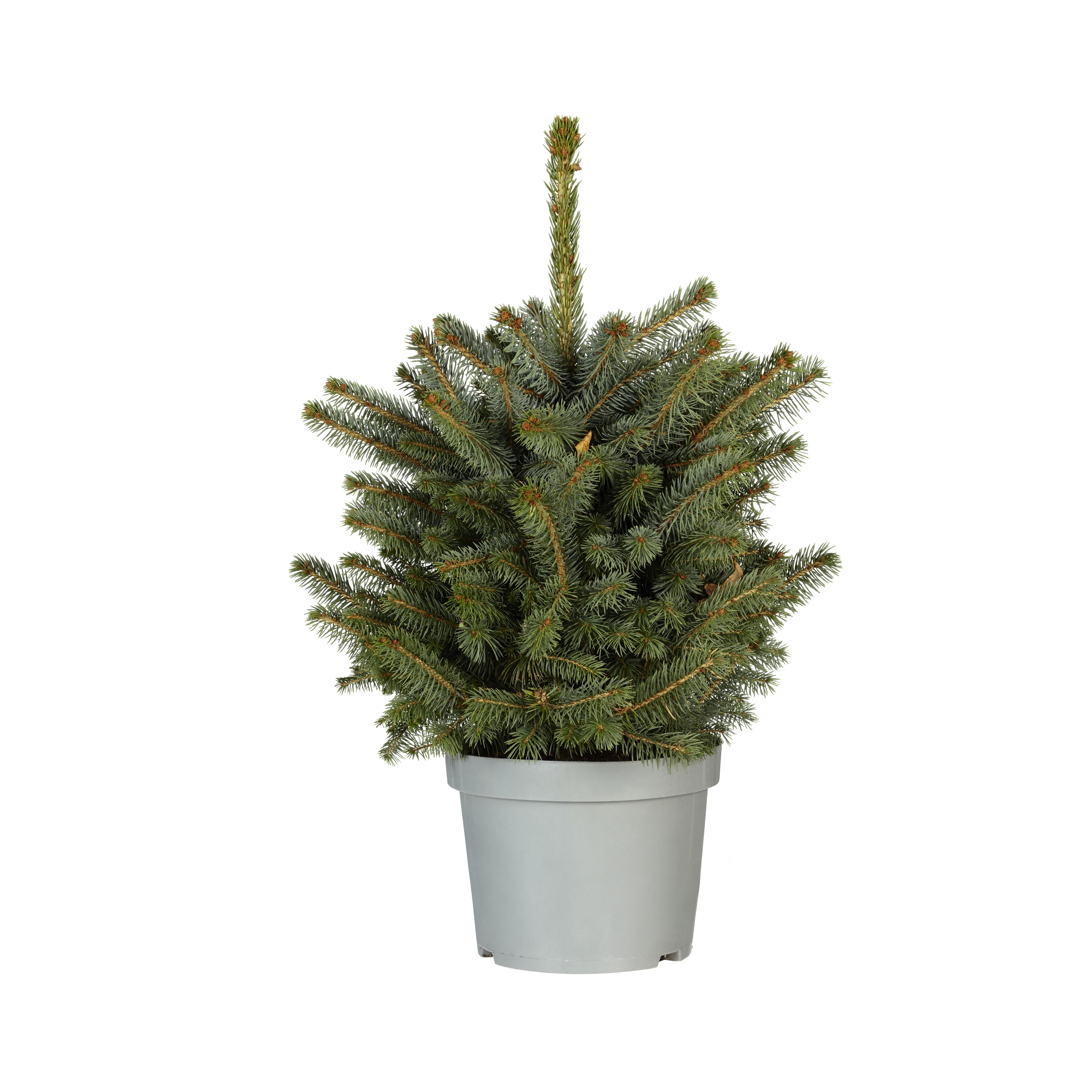 0.6 Silver spruce Pyramid Real pot grown Christmas tree | DIY at B&Q