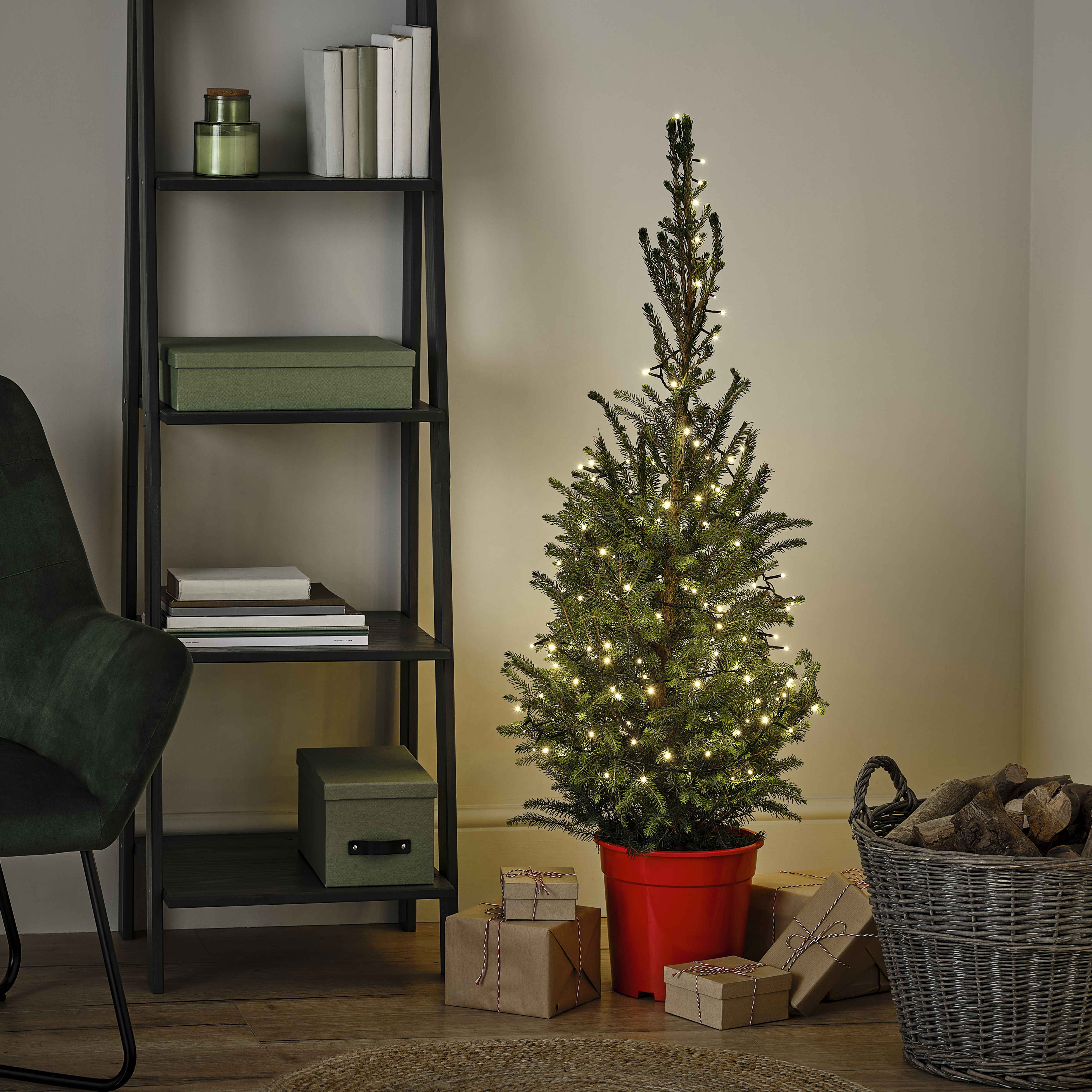 100-125cm Serbian spruce Pyramid Real pot grown Christmas tree