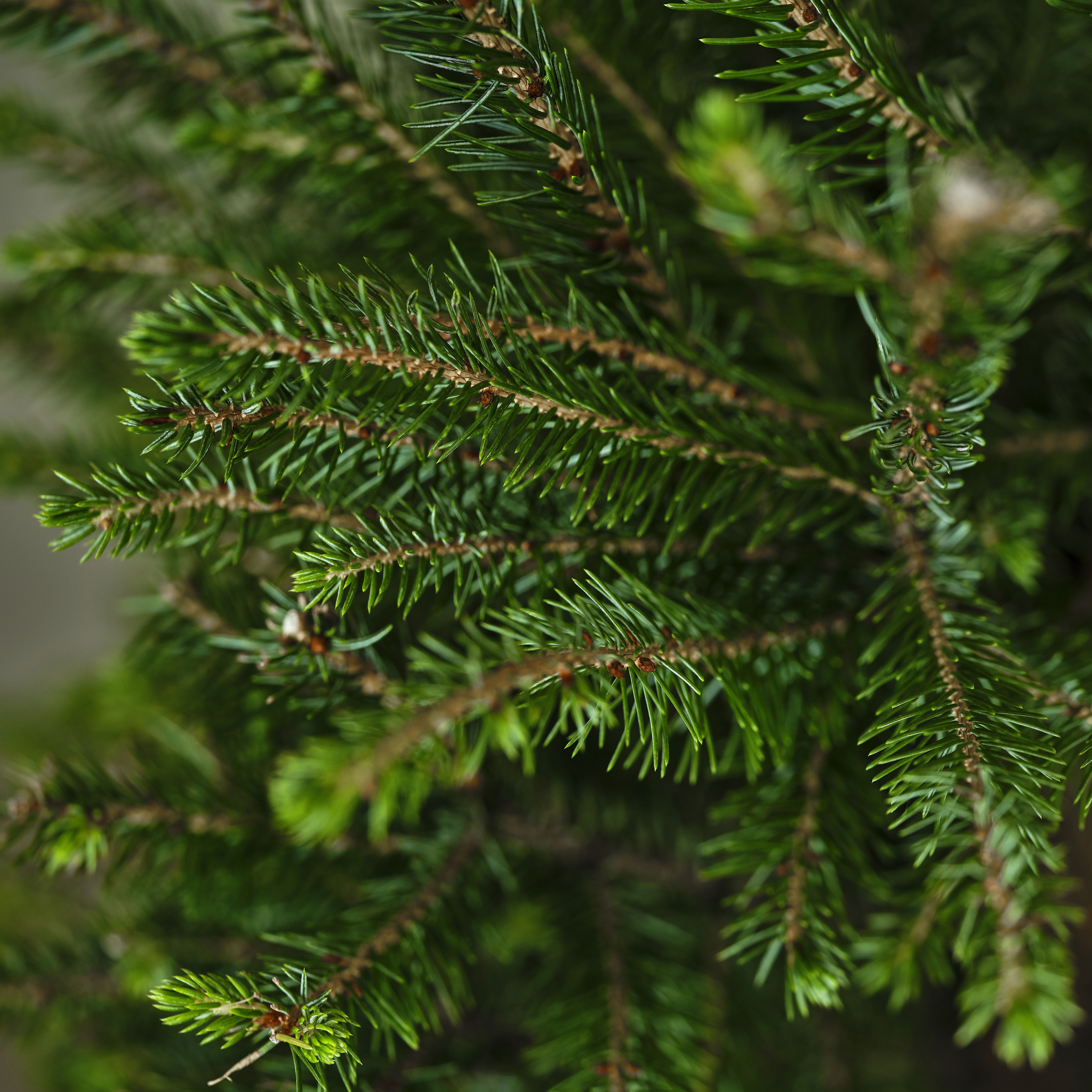 100-125cm Serbian spruce Pyramid Real pot grown Christmas tree