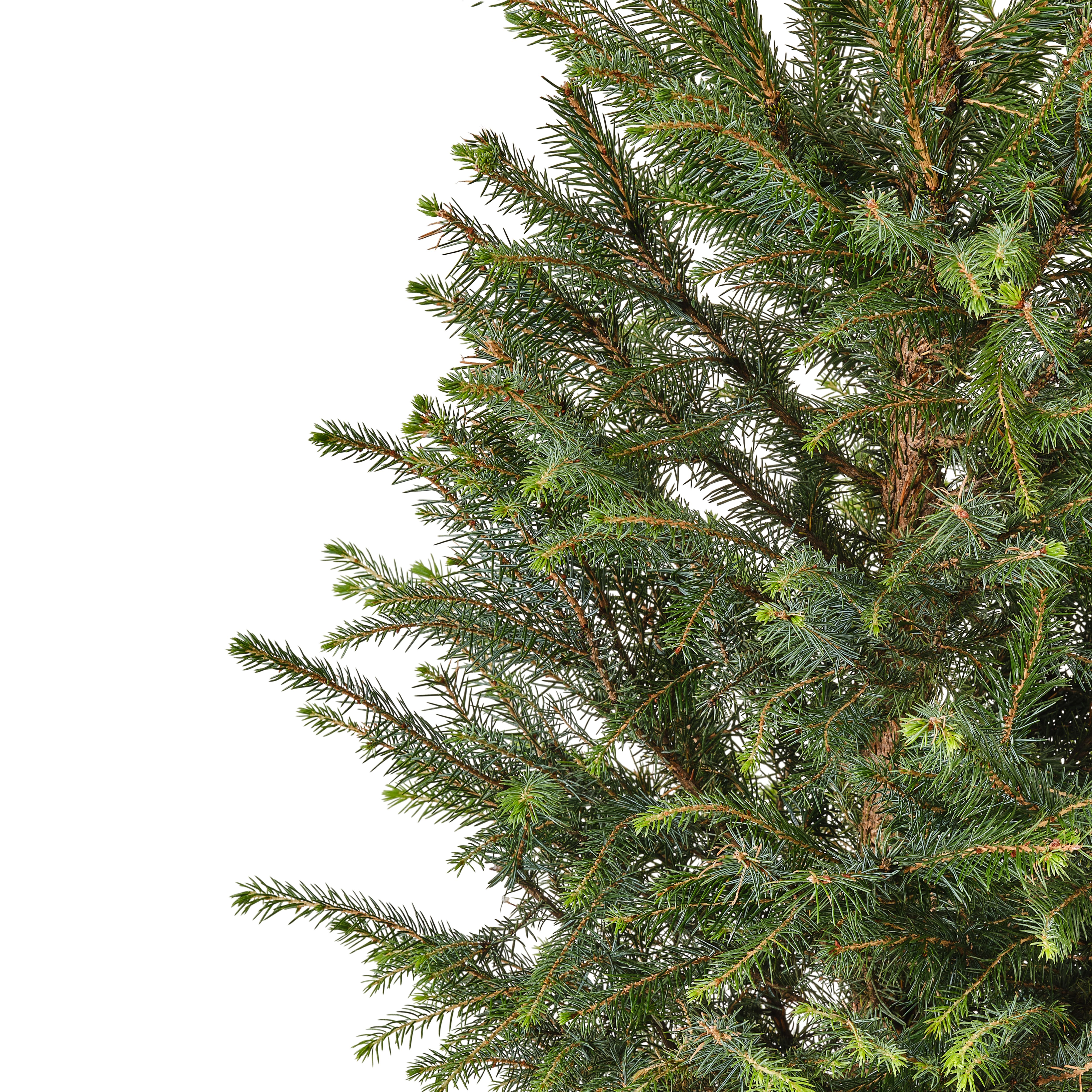 100-125cm Serbian spruce Pyramid Real pot grown Christmas tree