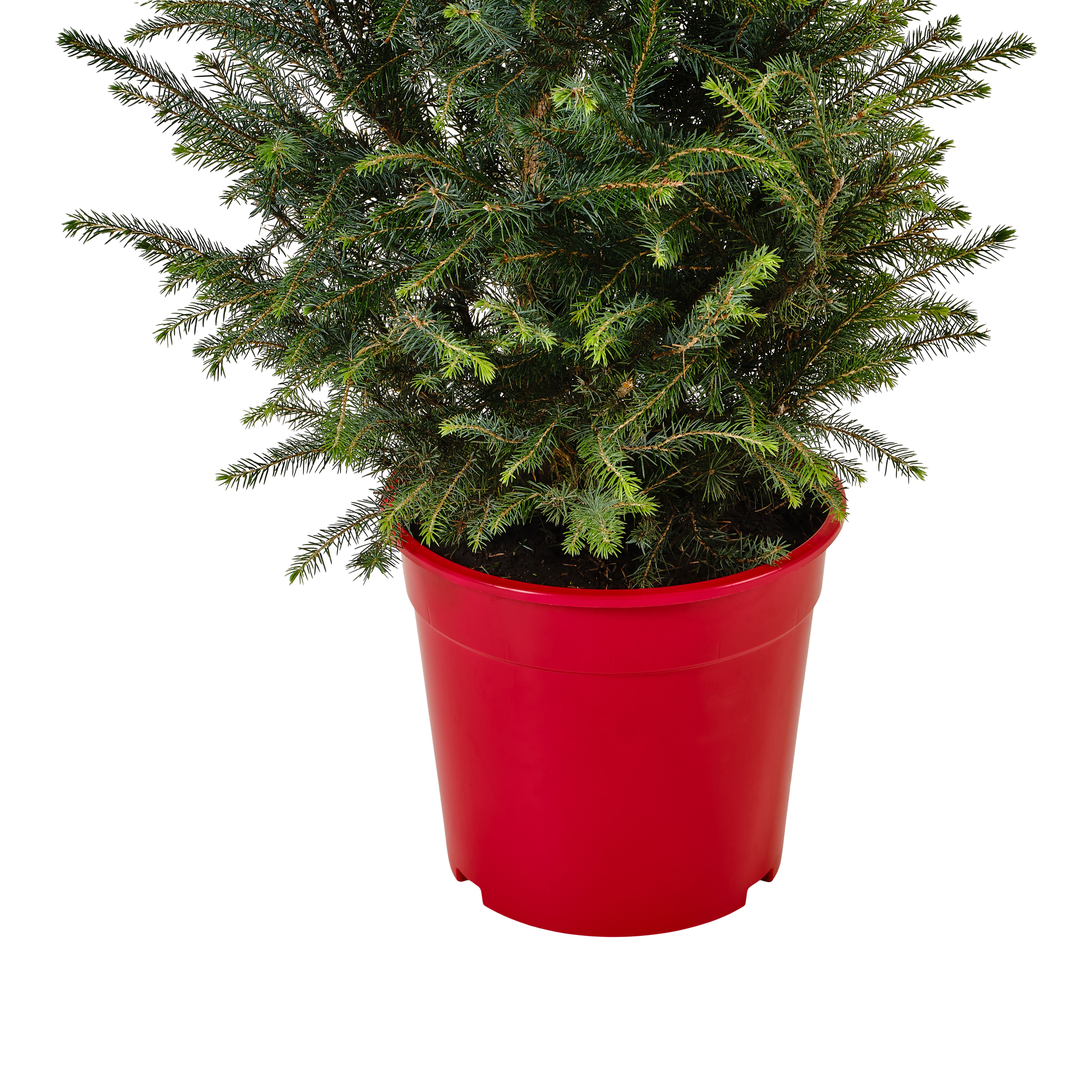 100-125cm Serbian spruce Pyramid Real pot grown Christmas tree