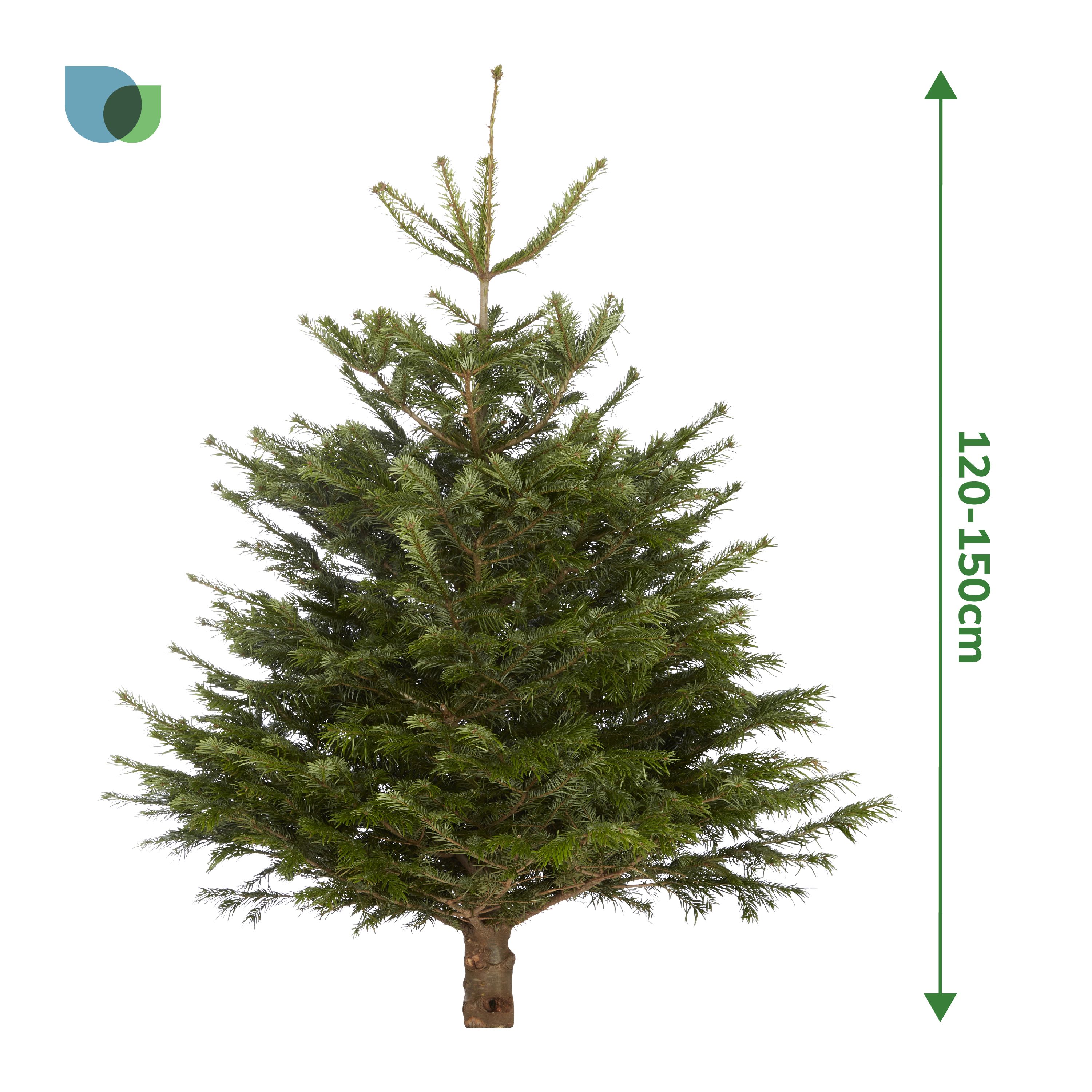 120-150cm 4ft Nordmann fir Small Full Real cut Christmas tree