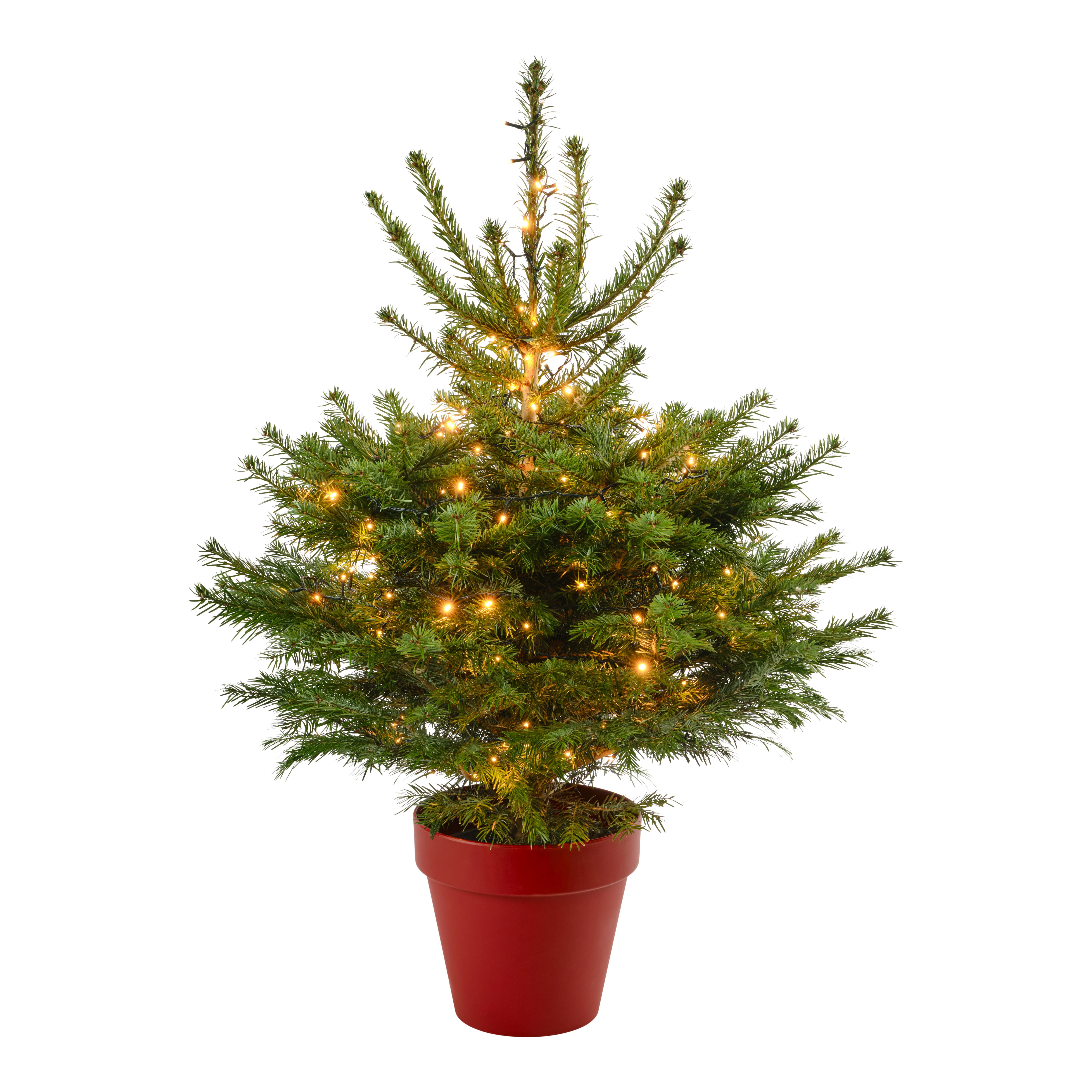 120-150cm Nordmann fir Pyramid Real pot grown Christmas tree