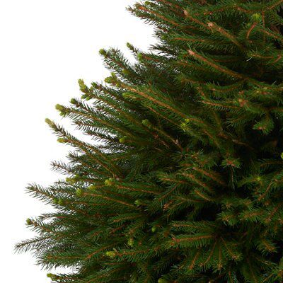 120-150cm Norway spruce Pyramid Real pot grown Christmas tree
