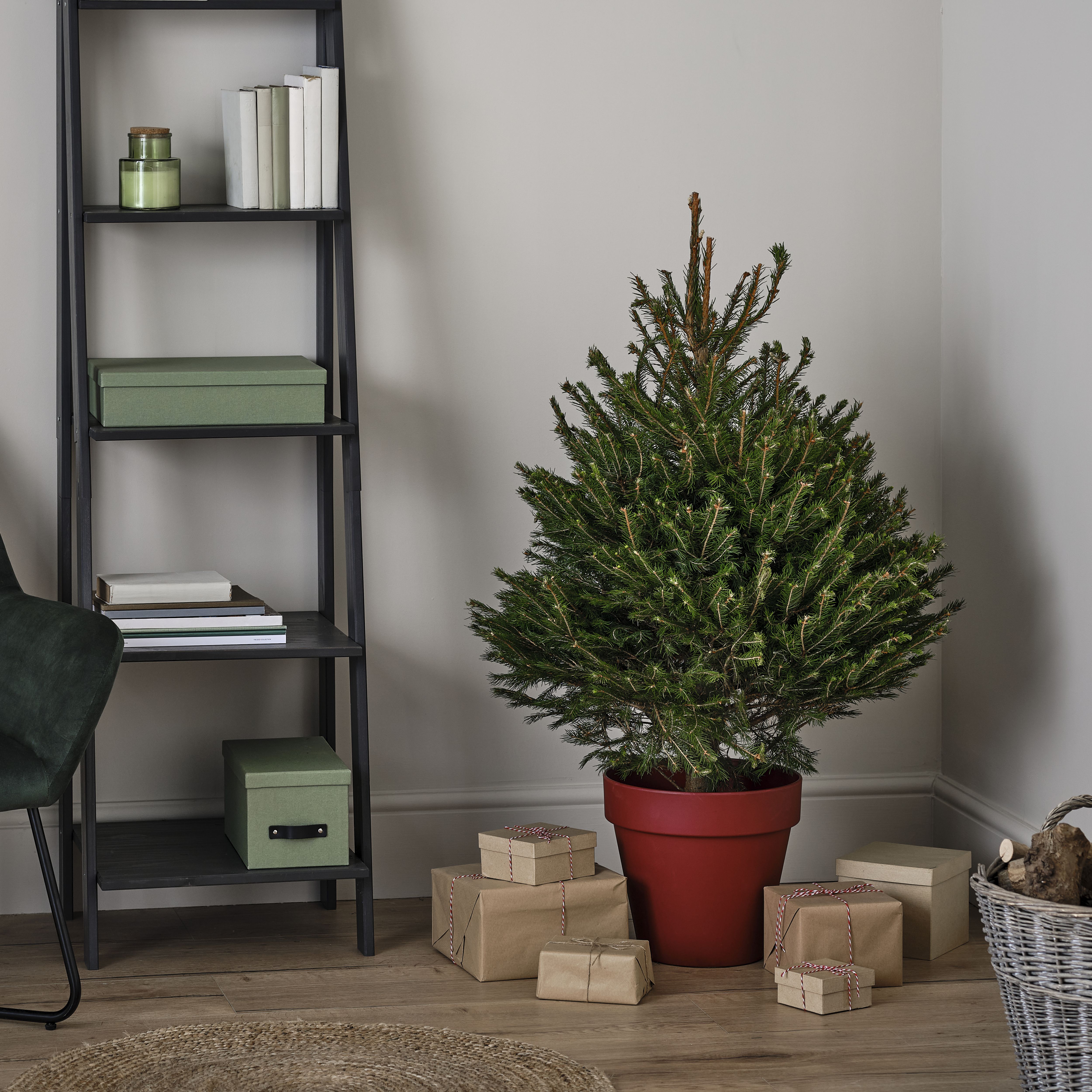 120-150cm Spruce Pyramid Real pot grown Christmas tree