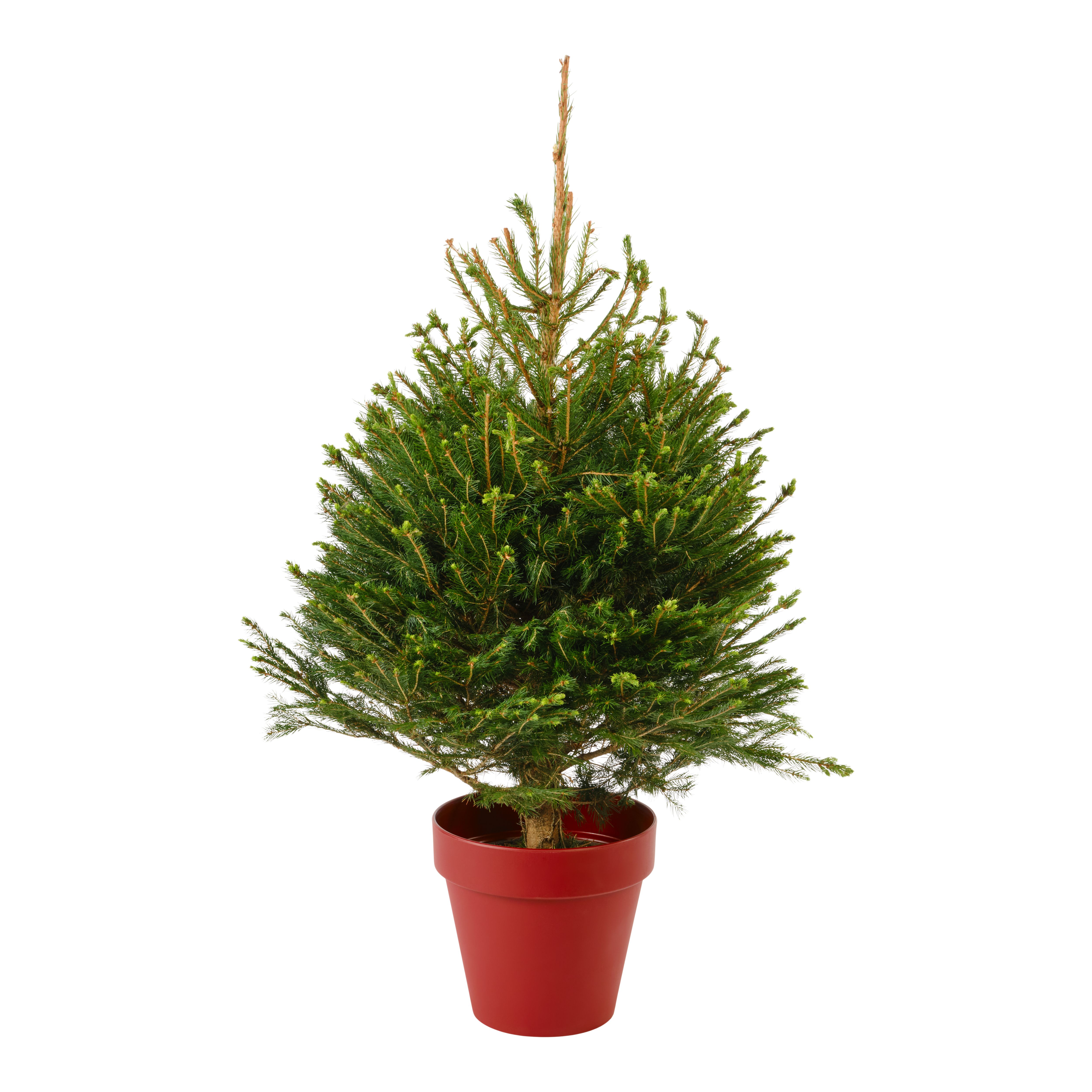 120-150cm Spruce Pyramid Real pot grown Christmas tree
