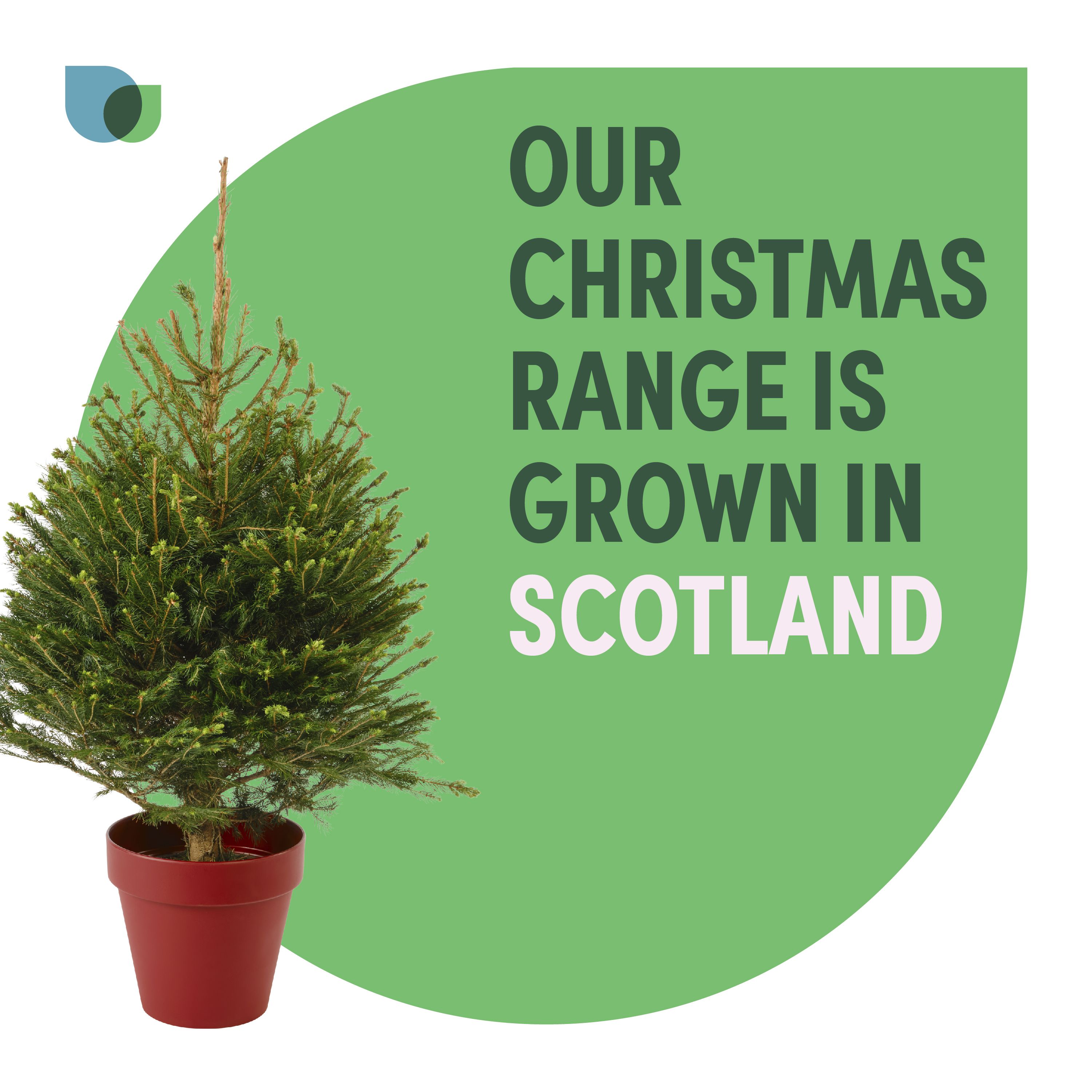 120-150cm Spruce Pyramid Real pot grown Christmas tree