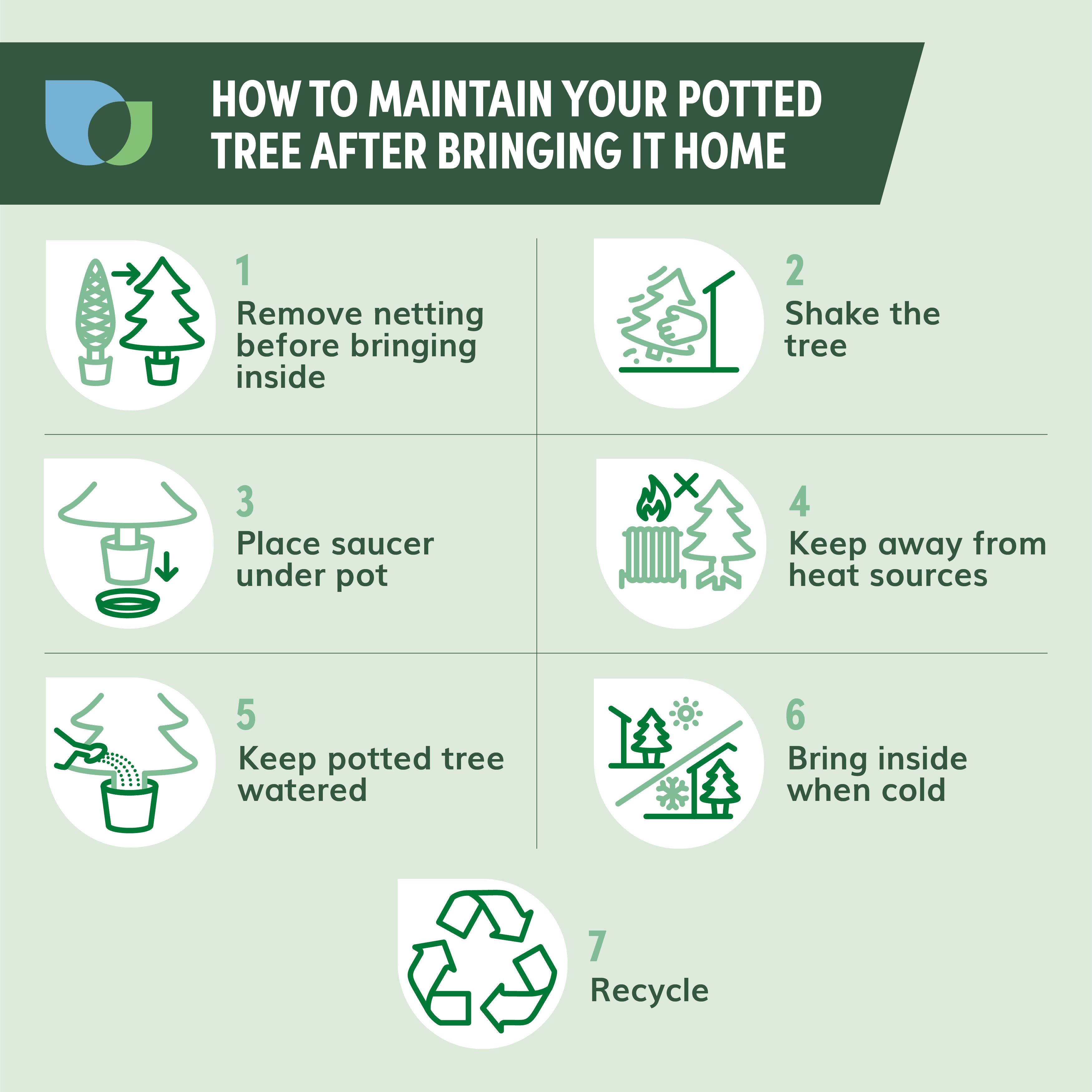 120-150cm Spruce Pyramid Real pot grown Christmas tree