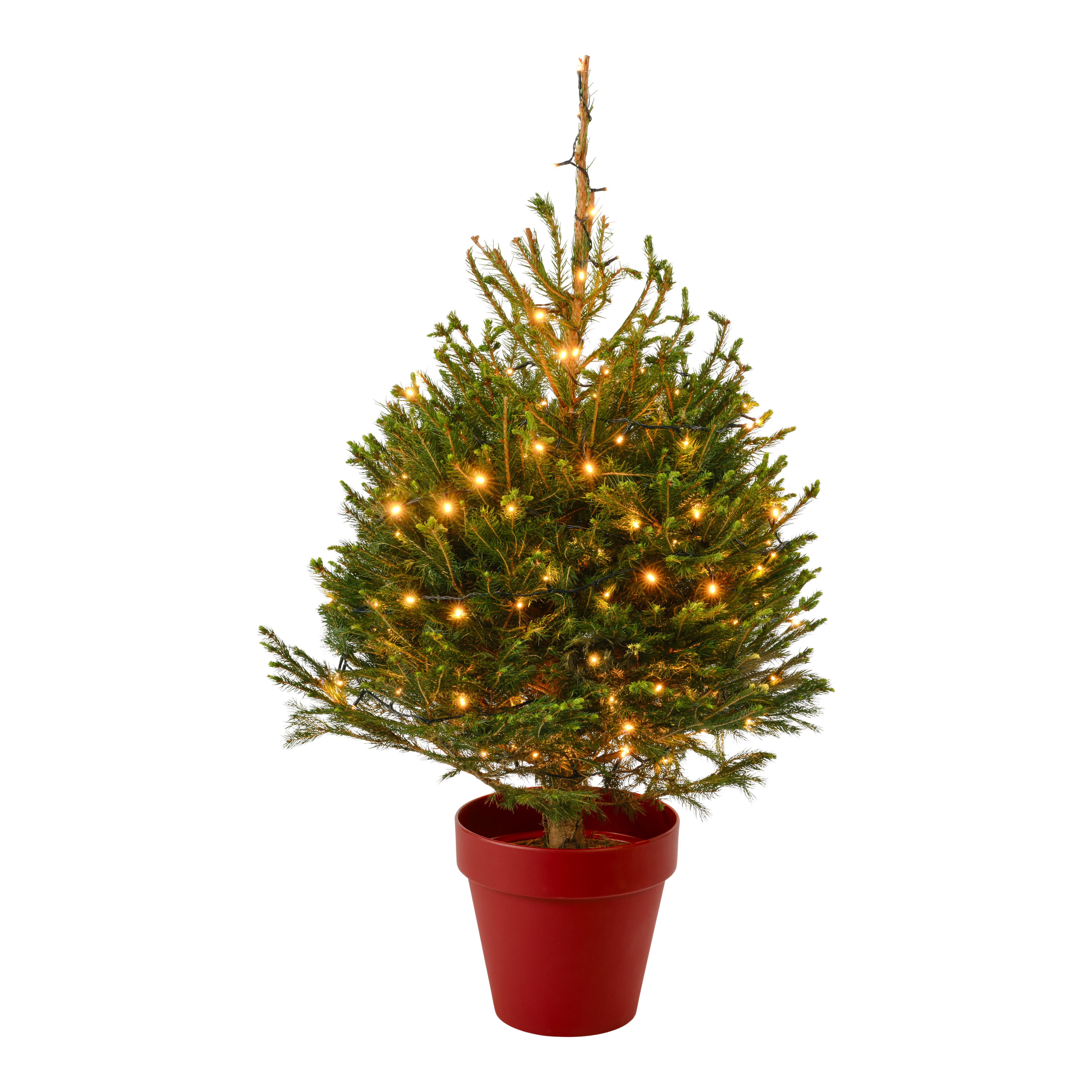 120-150cm Spruce Pyramid Real pot grown Christmas tree