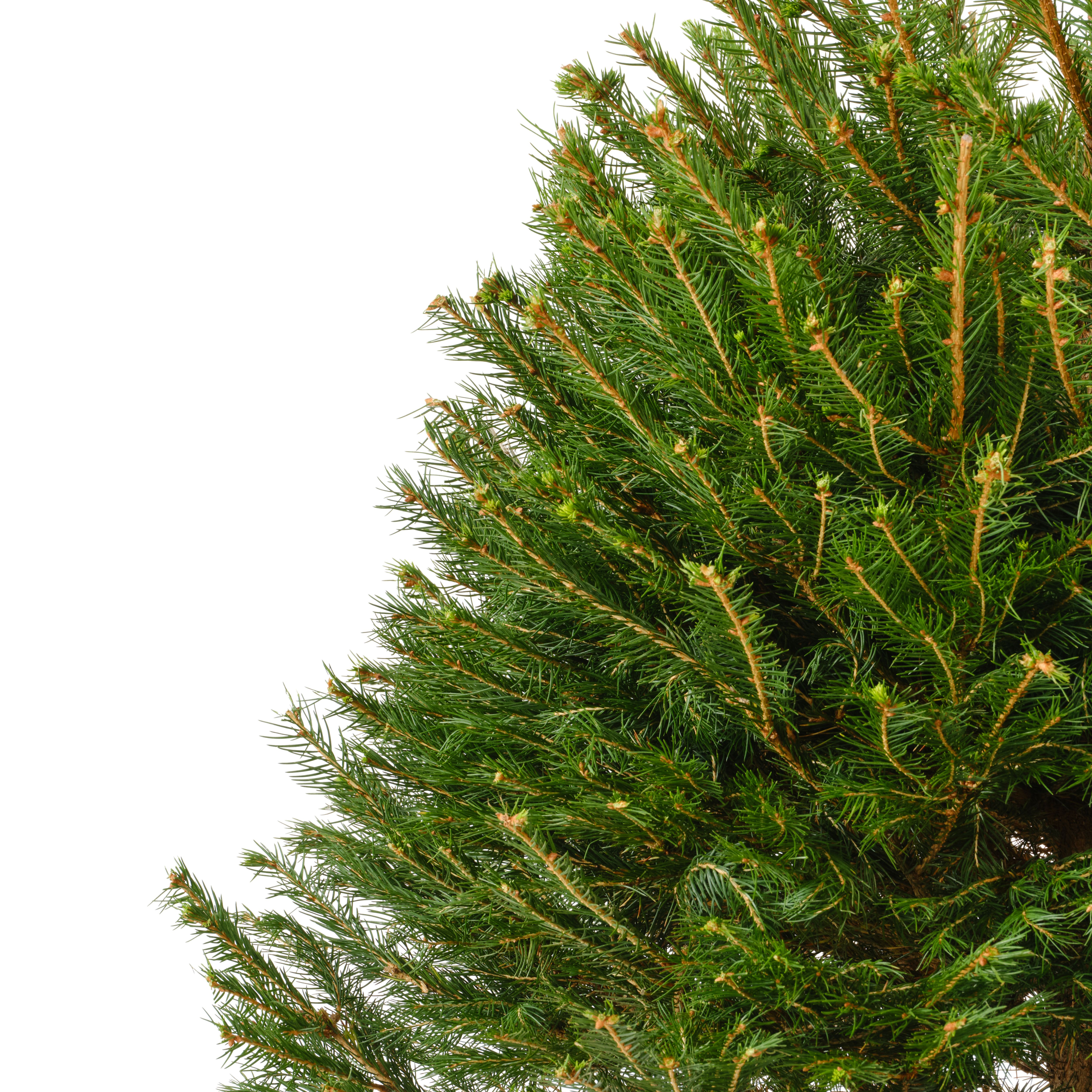 120-150cm Spruce Pyramid Real pot grown Christmas tree