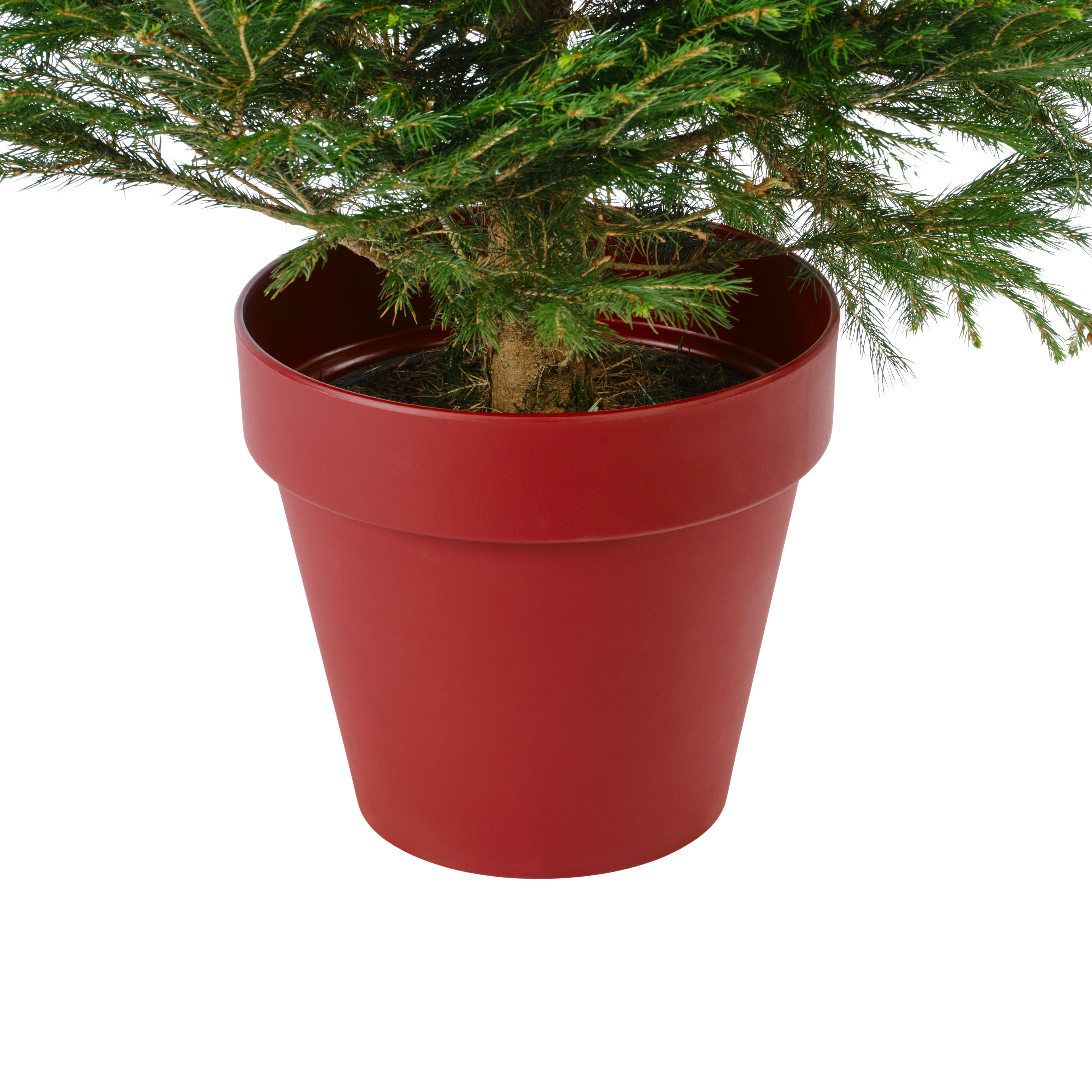 120-150cm Spruce Pyramid Real pot grown Christmas tree