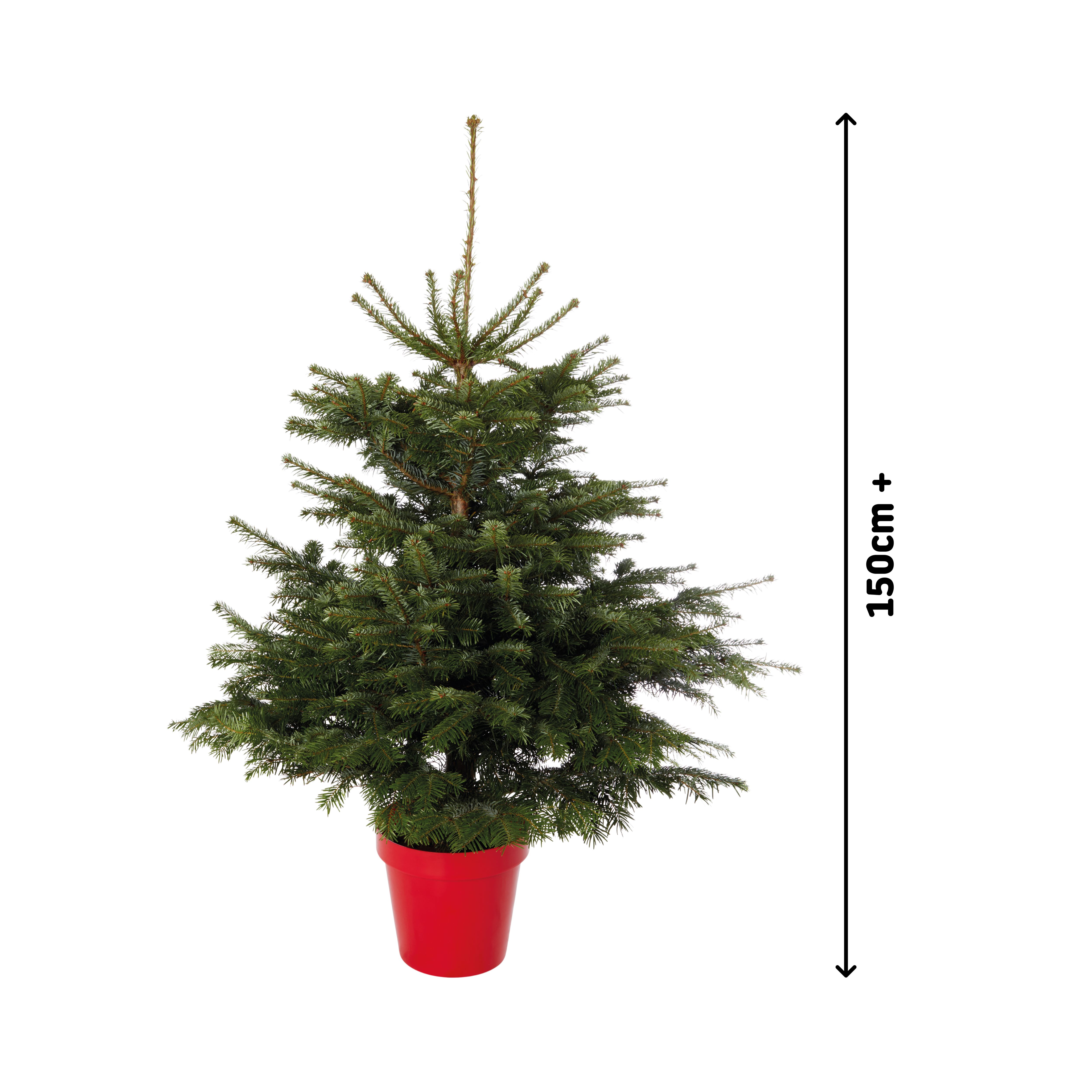 150-175cm Nordmann fir Pyramid Real pot grown Christmas tree