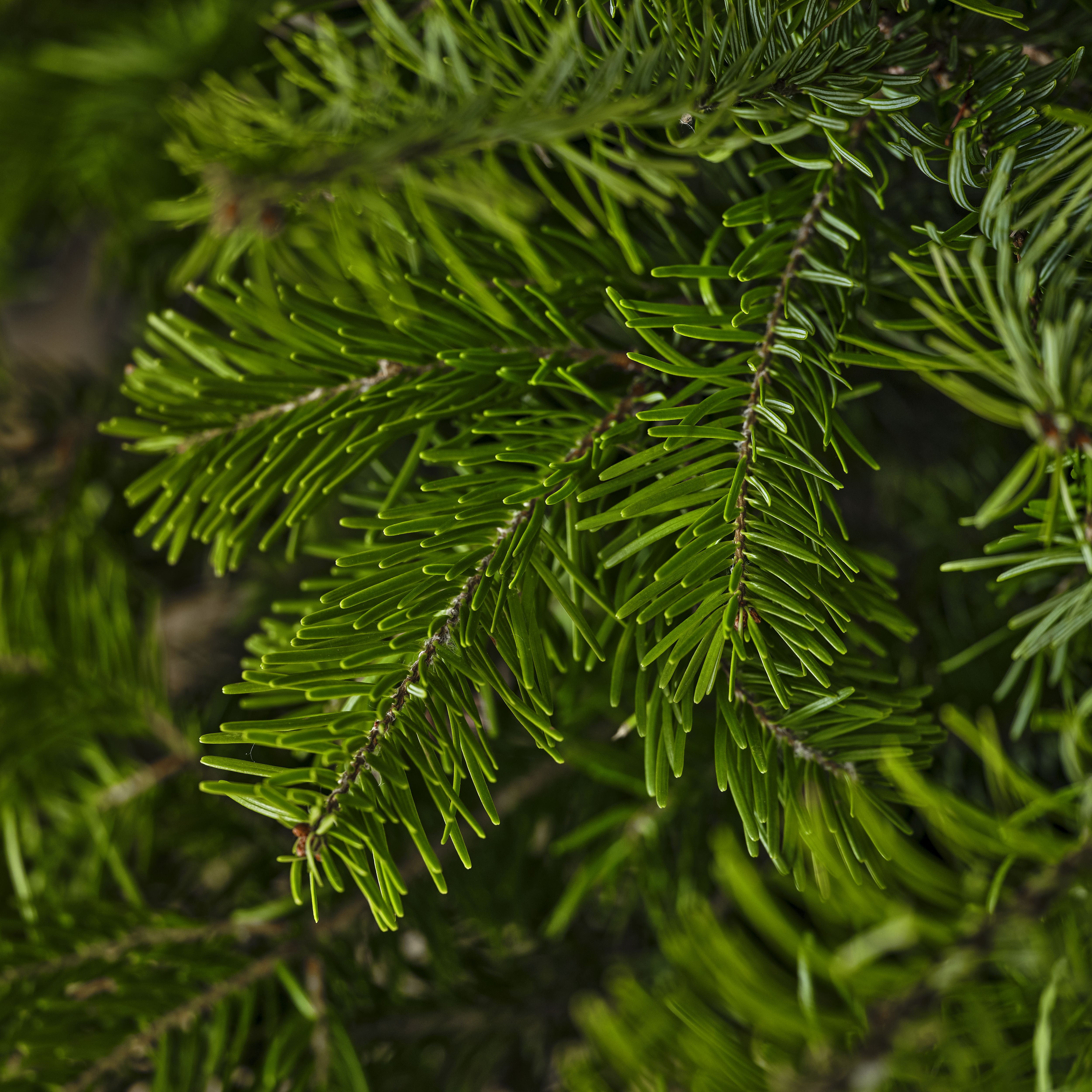 150-175cm Nordmann fir Pyramid Real pot grown Christmas tree