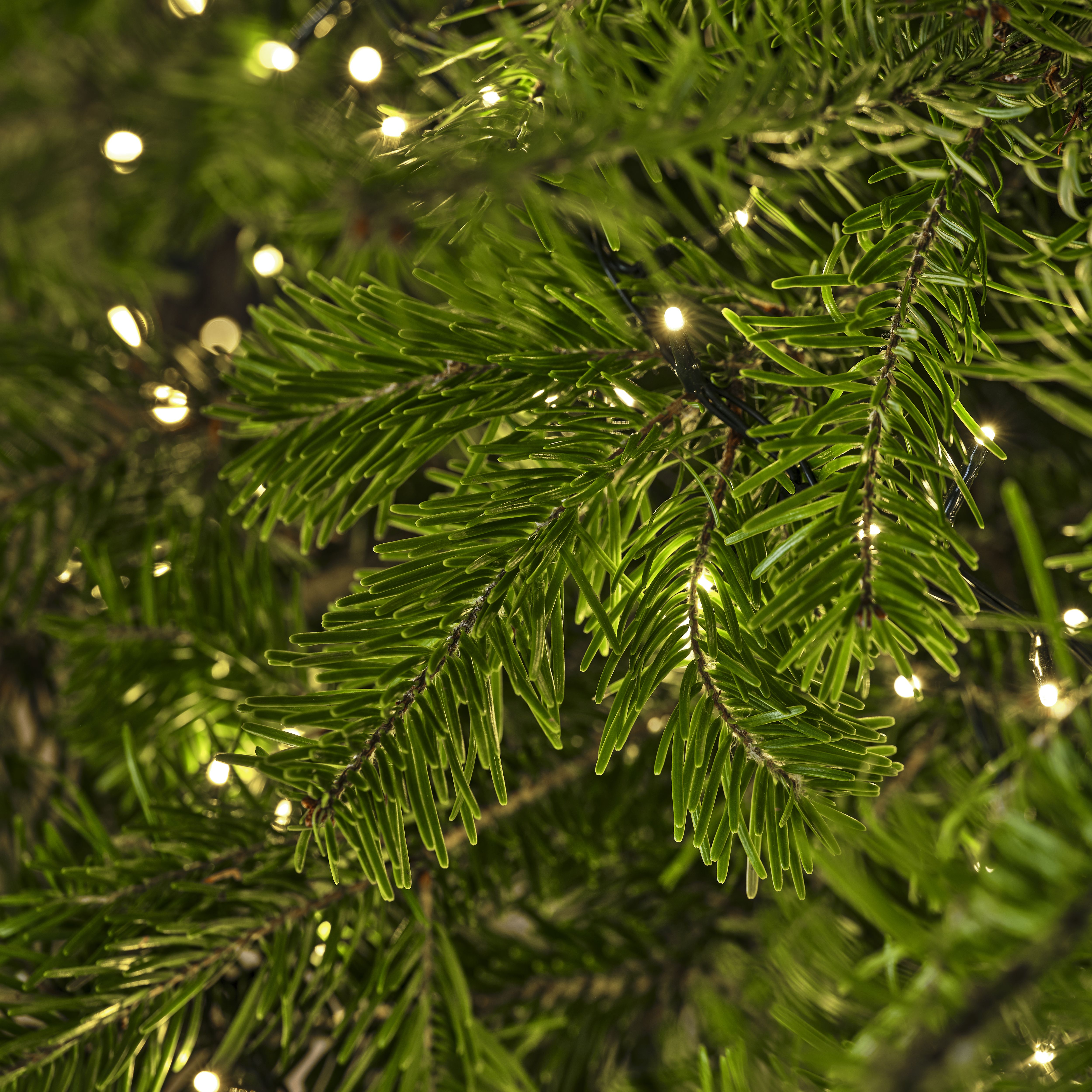 150-175cm Nordmann fir Pyramid Real pot grown Christmas tree