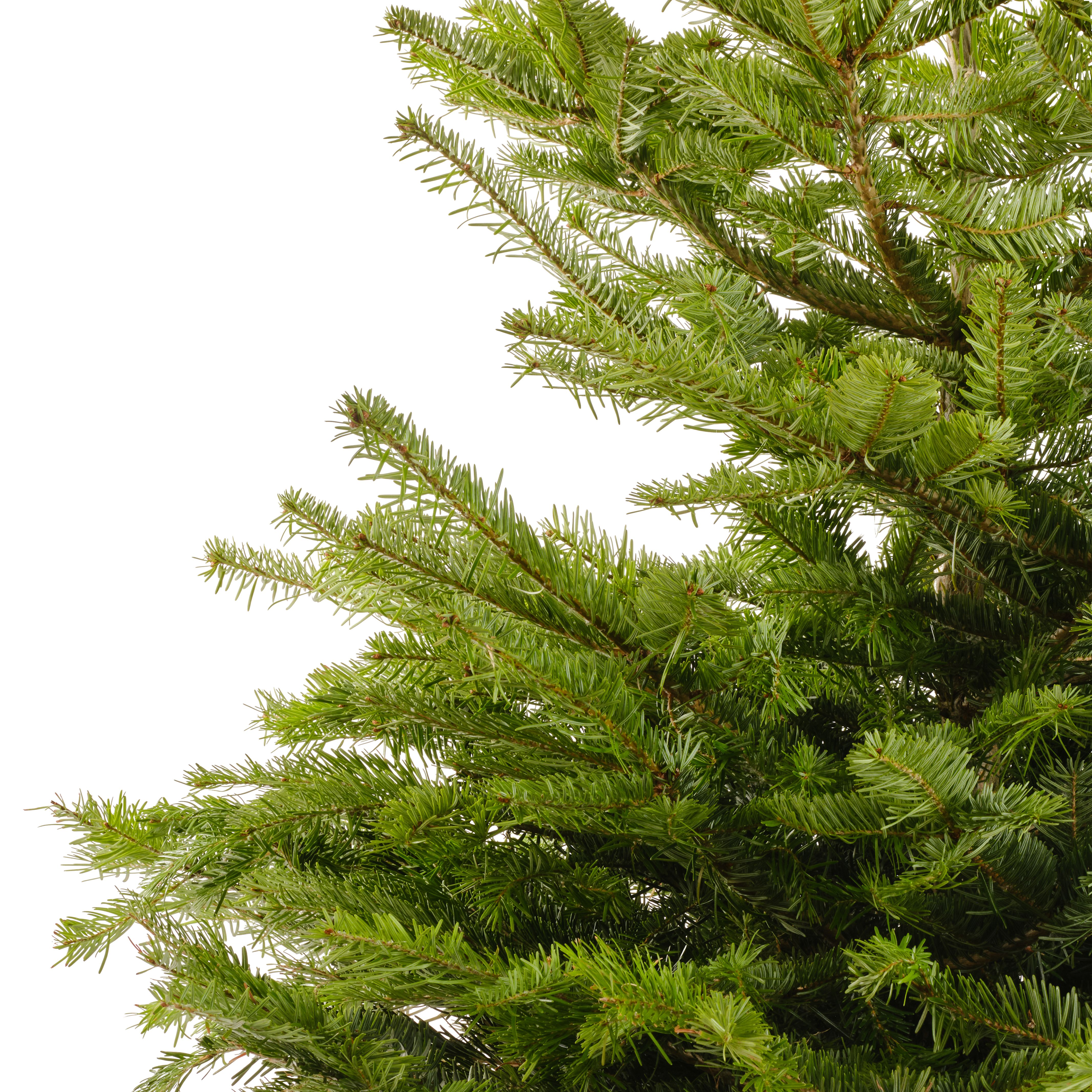 150-175cm Nordmann fir Pyramid Real pot grown Christmas tree