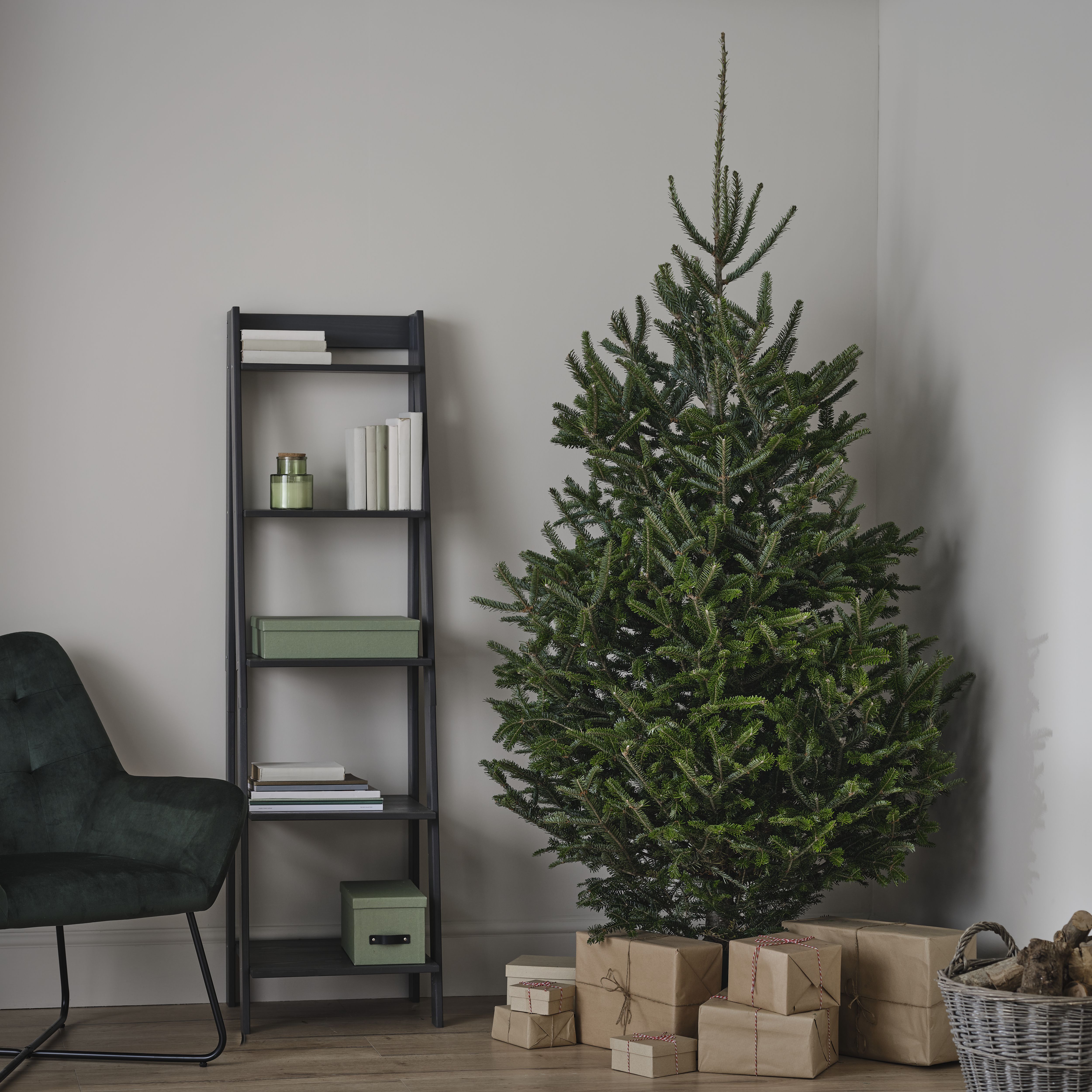 180-210cm 6ft Fraser fir Large Slim Real cut Christmas tree
