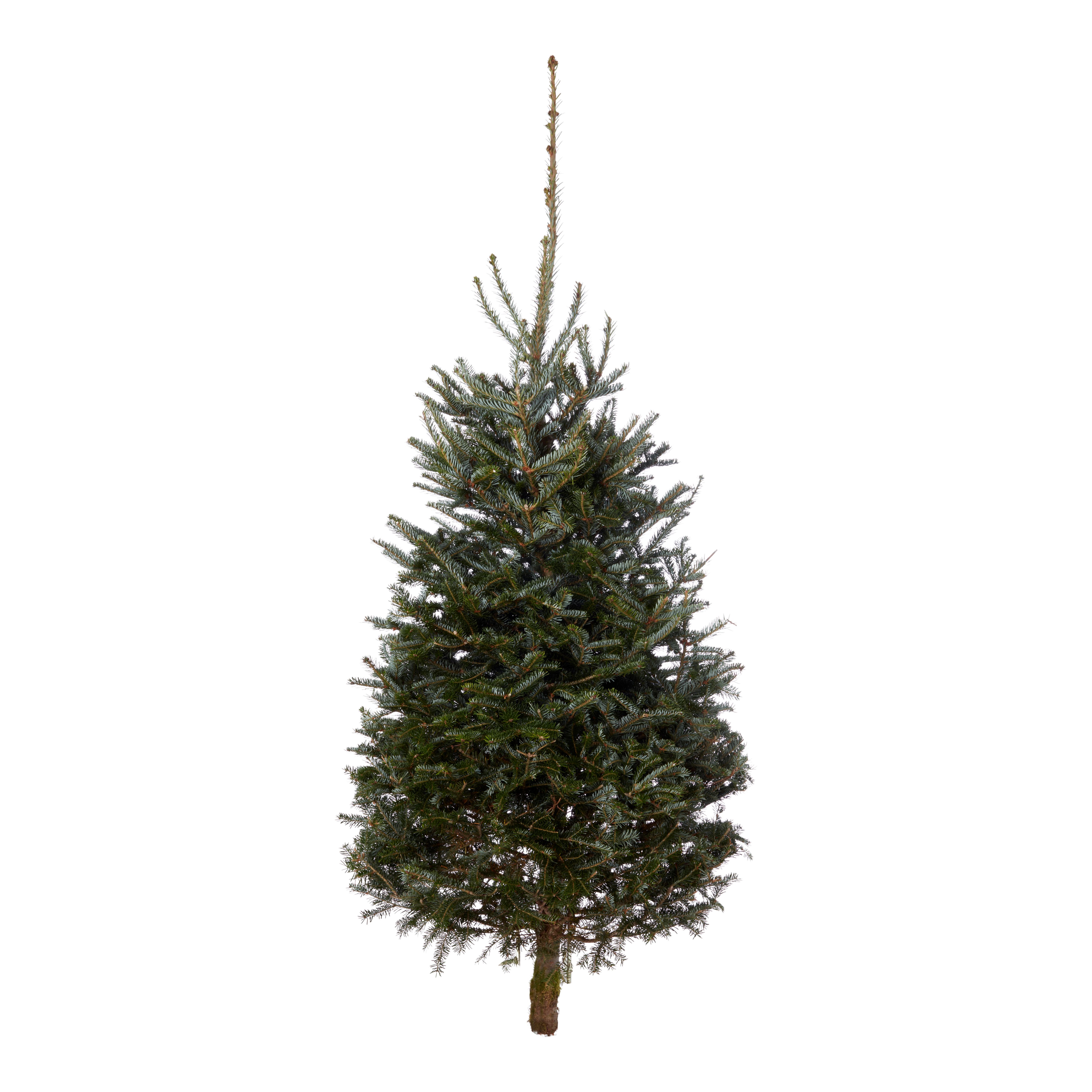 180-210cm 6ft Fraser fir Large Slim Real cut Christmas tree