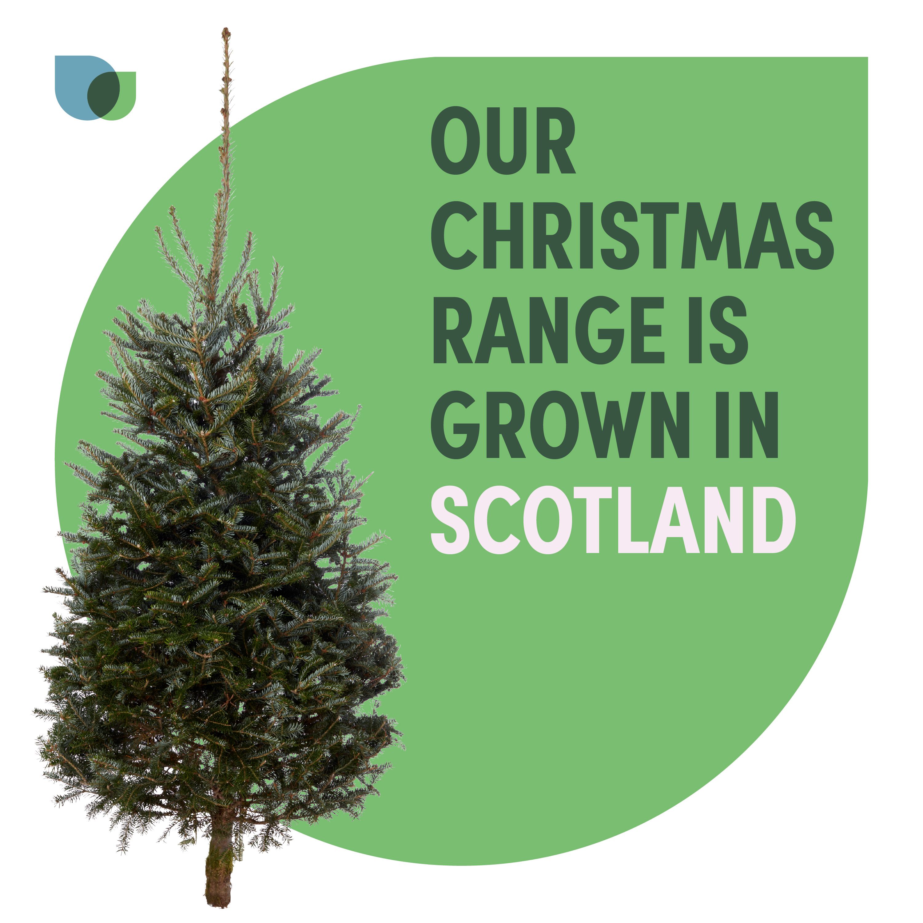 180-210cm 6ft Fraser fir Large Slim Real cut Christmas tree