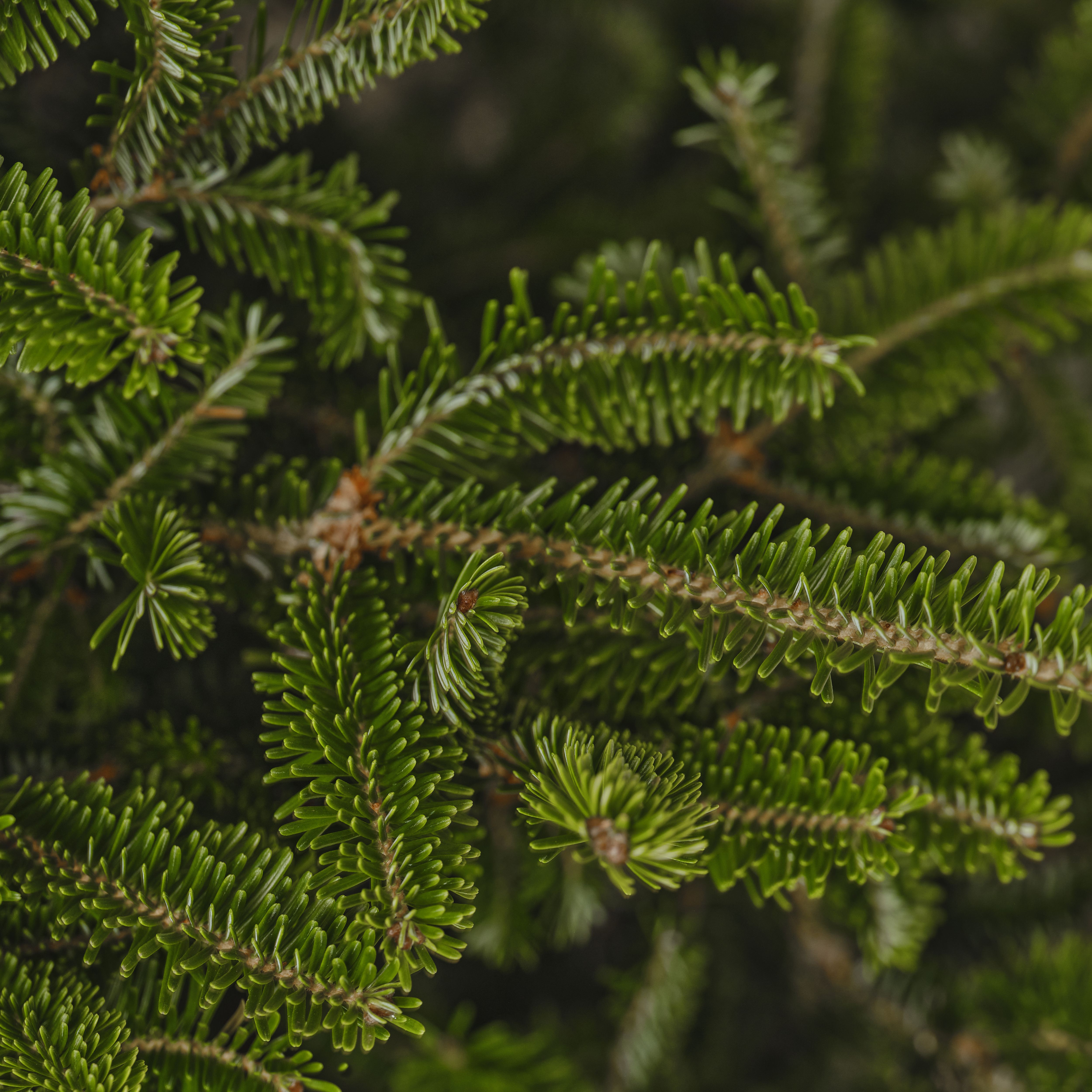 180-210cm 6ft Fraser fir Large Slim Real cut Christmas tree