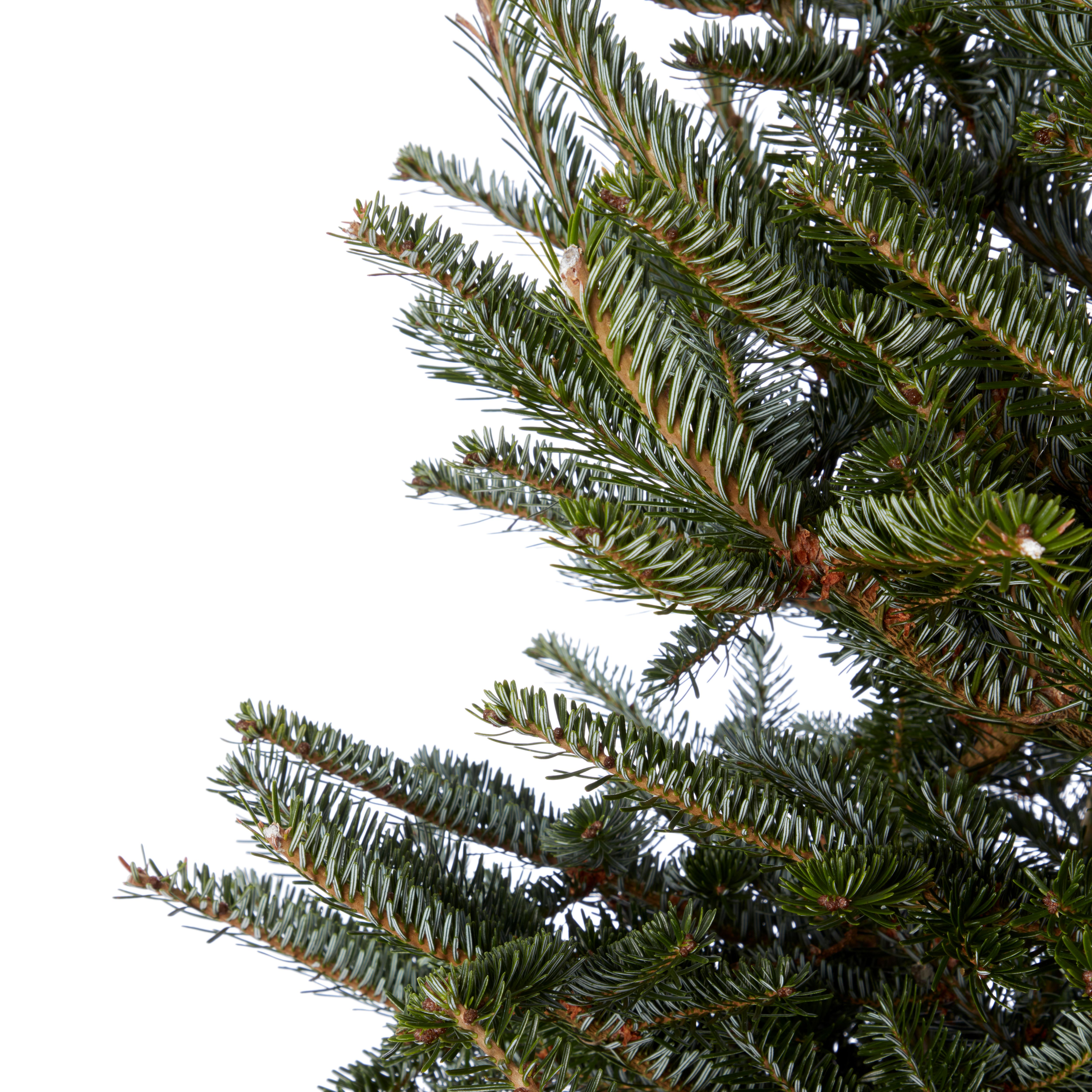 180-210cm 6ft Fraser fir Large Slim Real cut Christmas tree