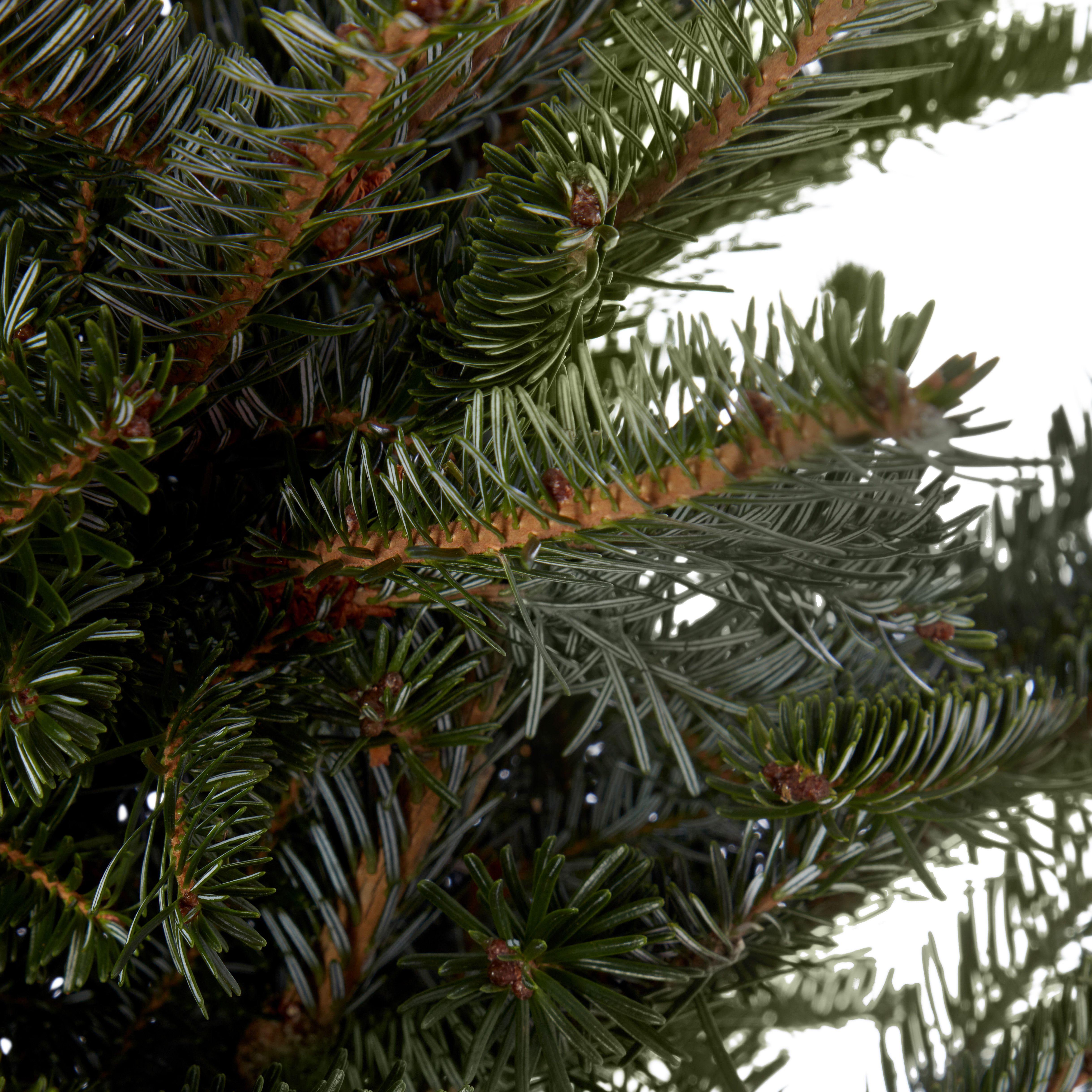 180-210cm 6ft Fraser fir Large Slim Real cut Christmas tree