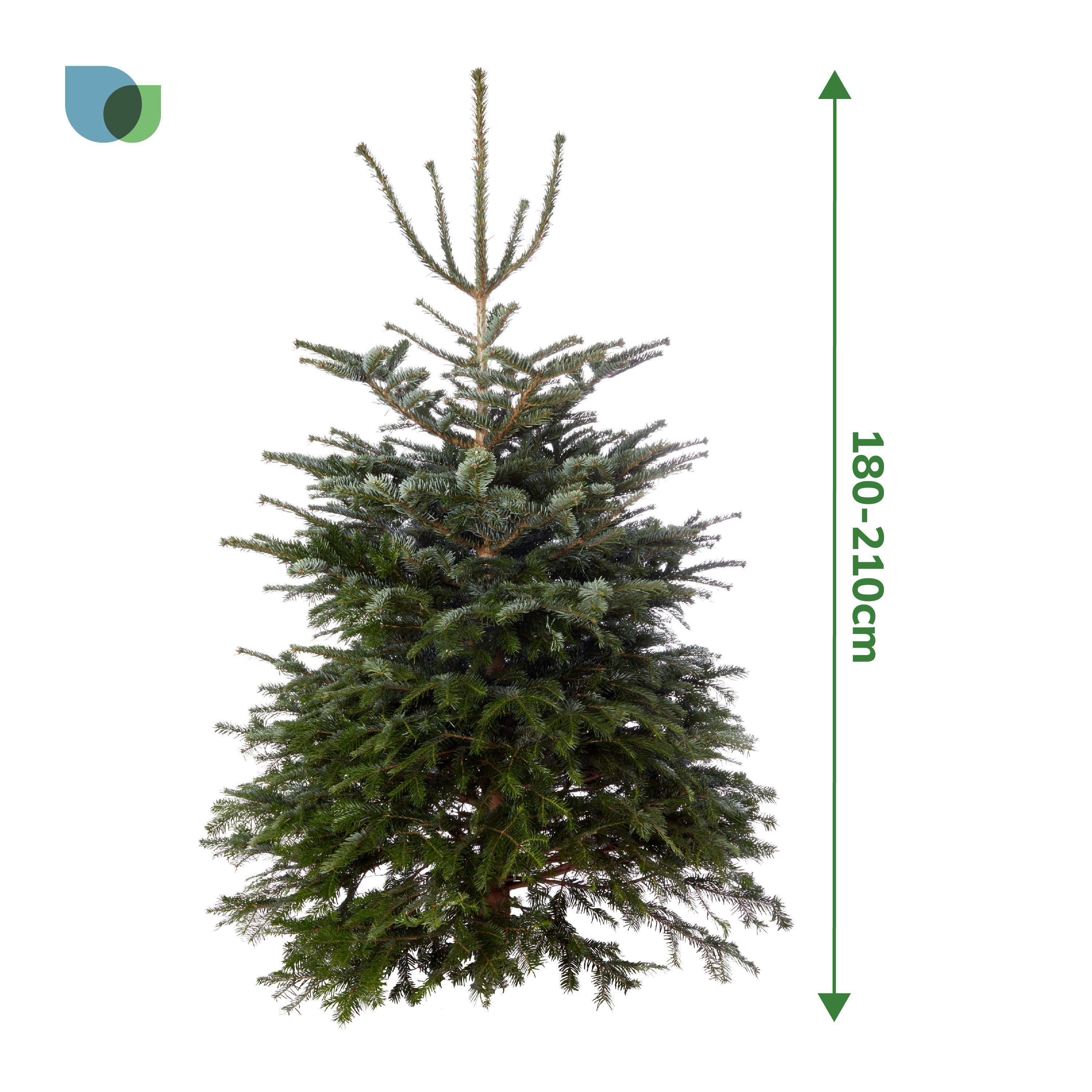 180-210cm 6ft Nordmann fir Large Slim Real cut Christmas tree
