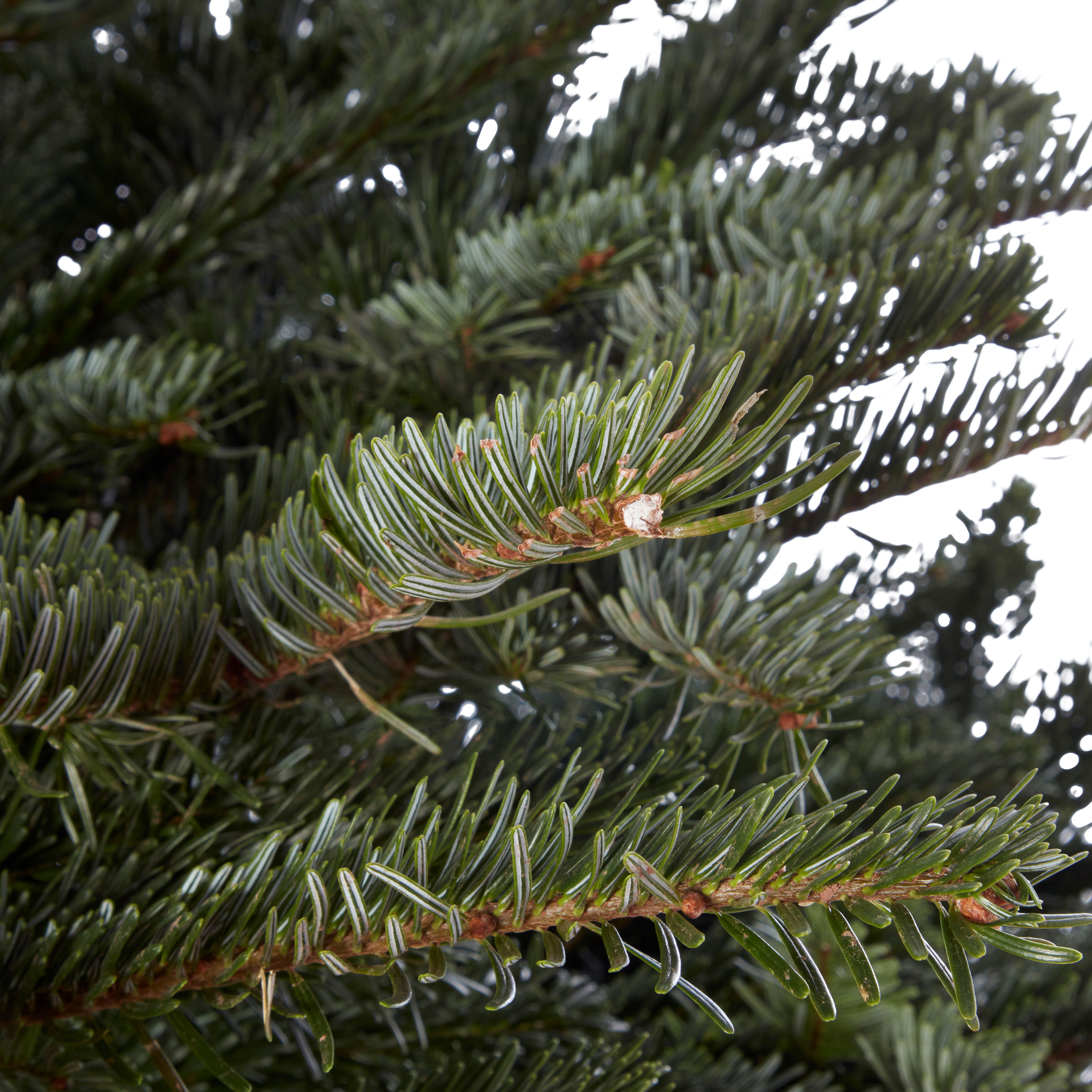 180-210cm 6ft Nordmann fir Large Slim Real cut Christmas tree