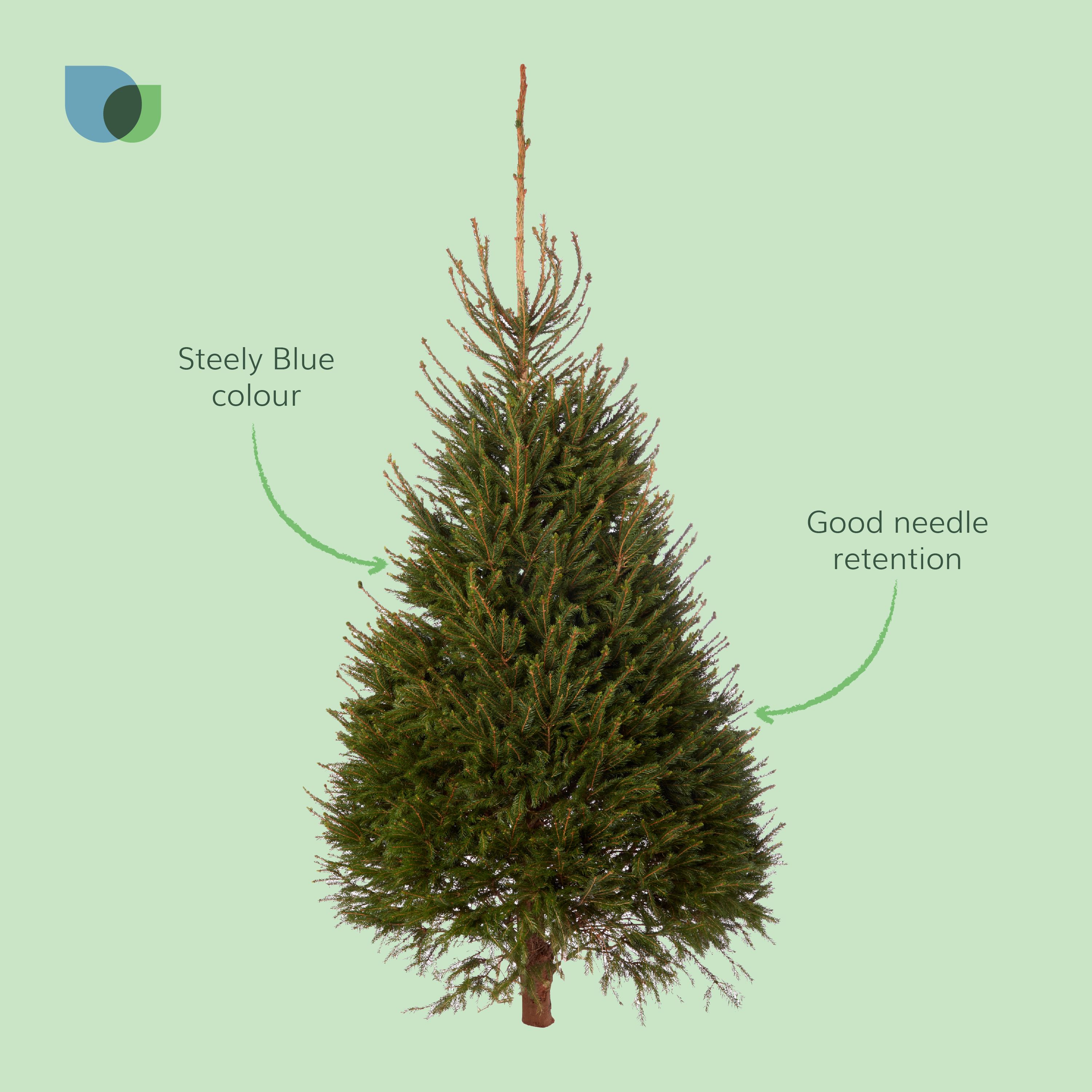 180-210cm 6ft White spruce Full Real cut Christmas tree