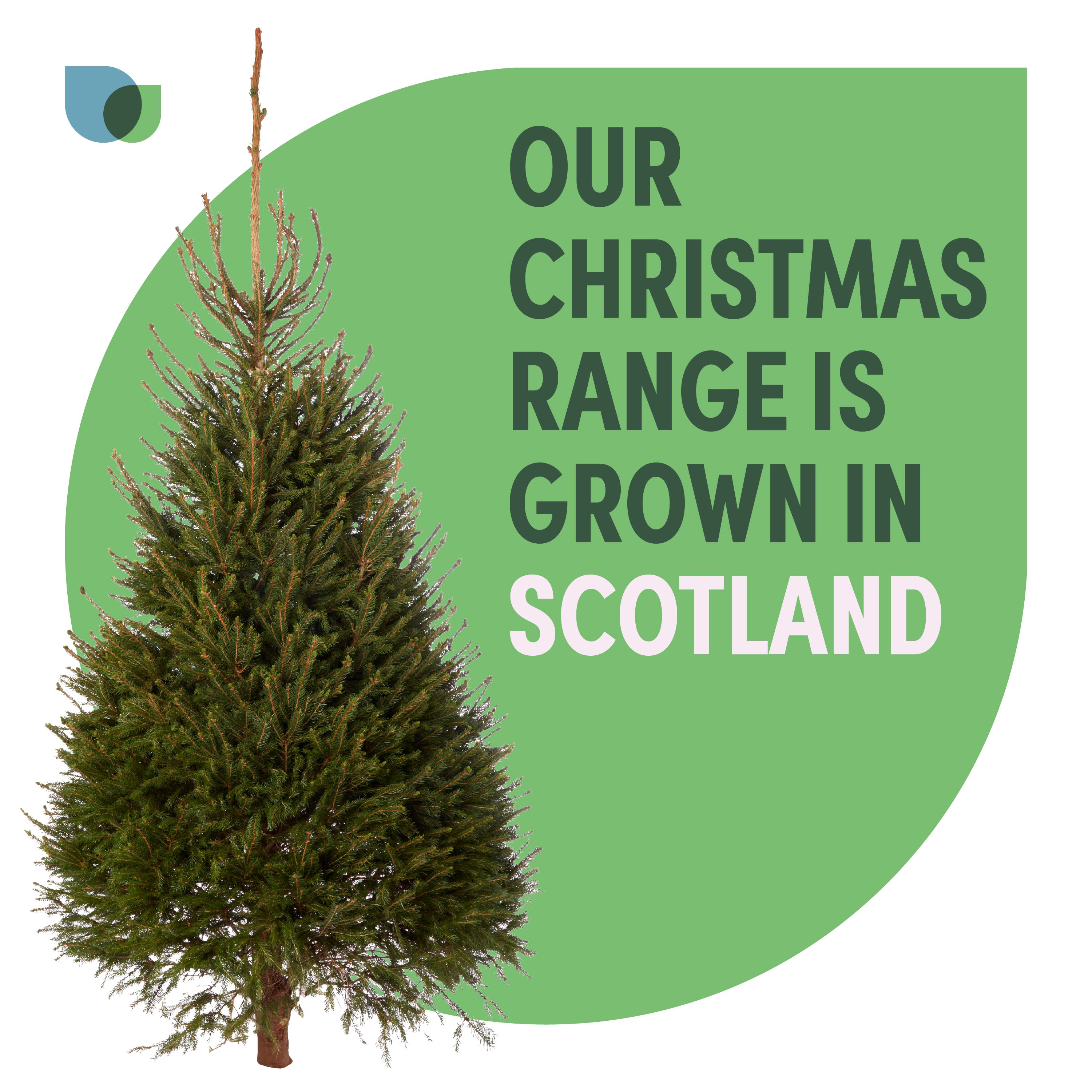 B&q real christmas trees store