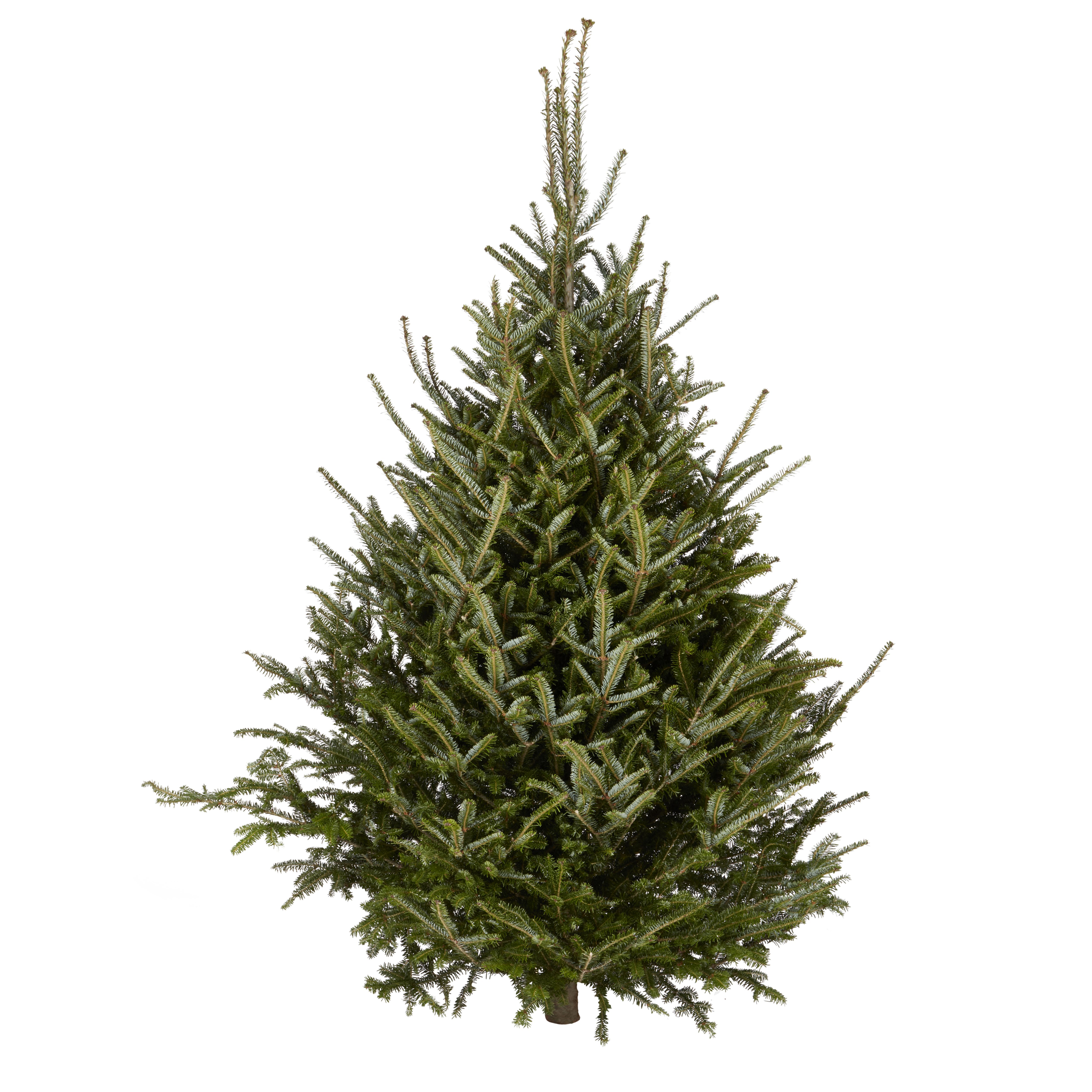 180-210cm Fraser fir Large Slim Real cut Christmas tree