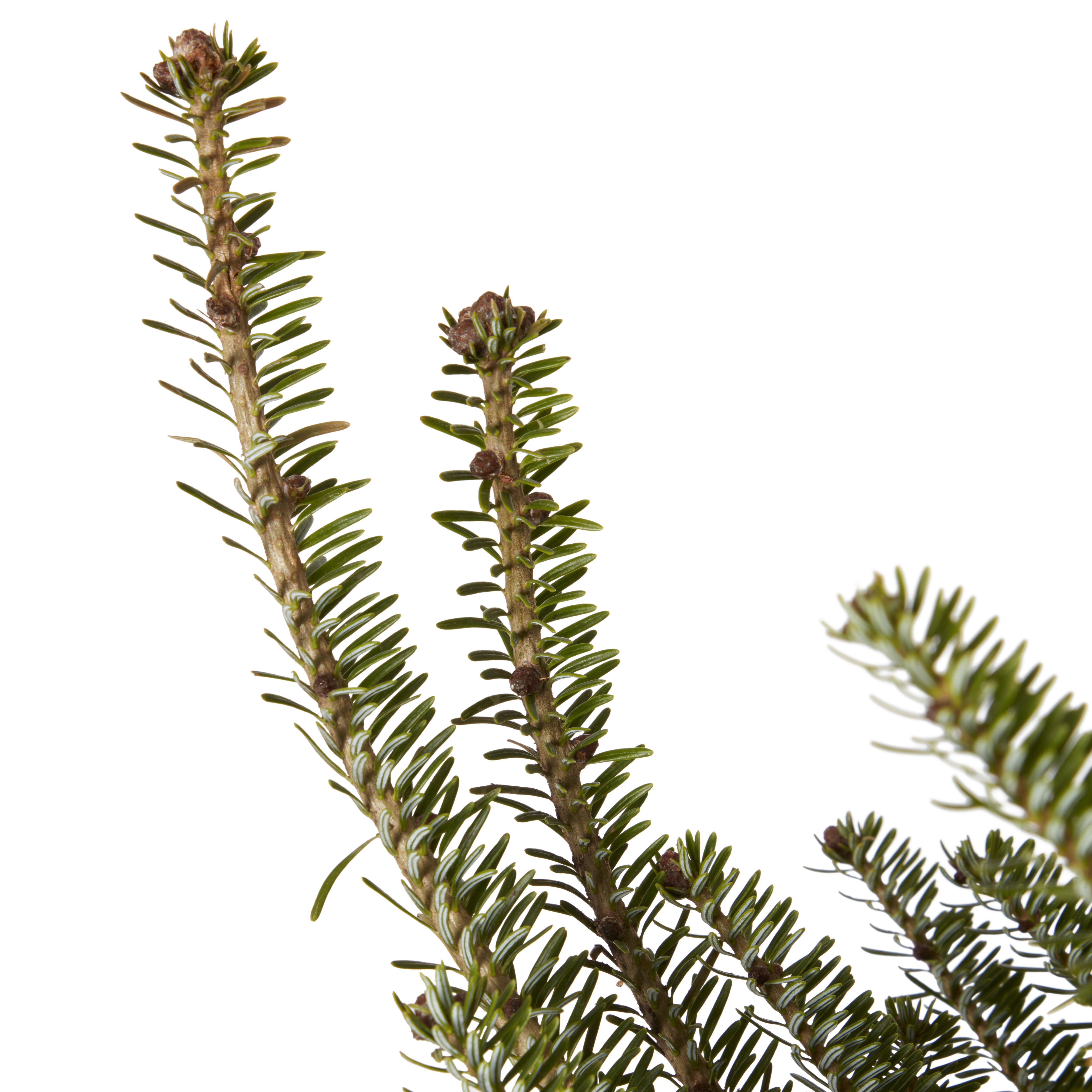 180-210cm Fraser fir Large Slim Real cut Christmas tree