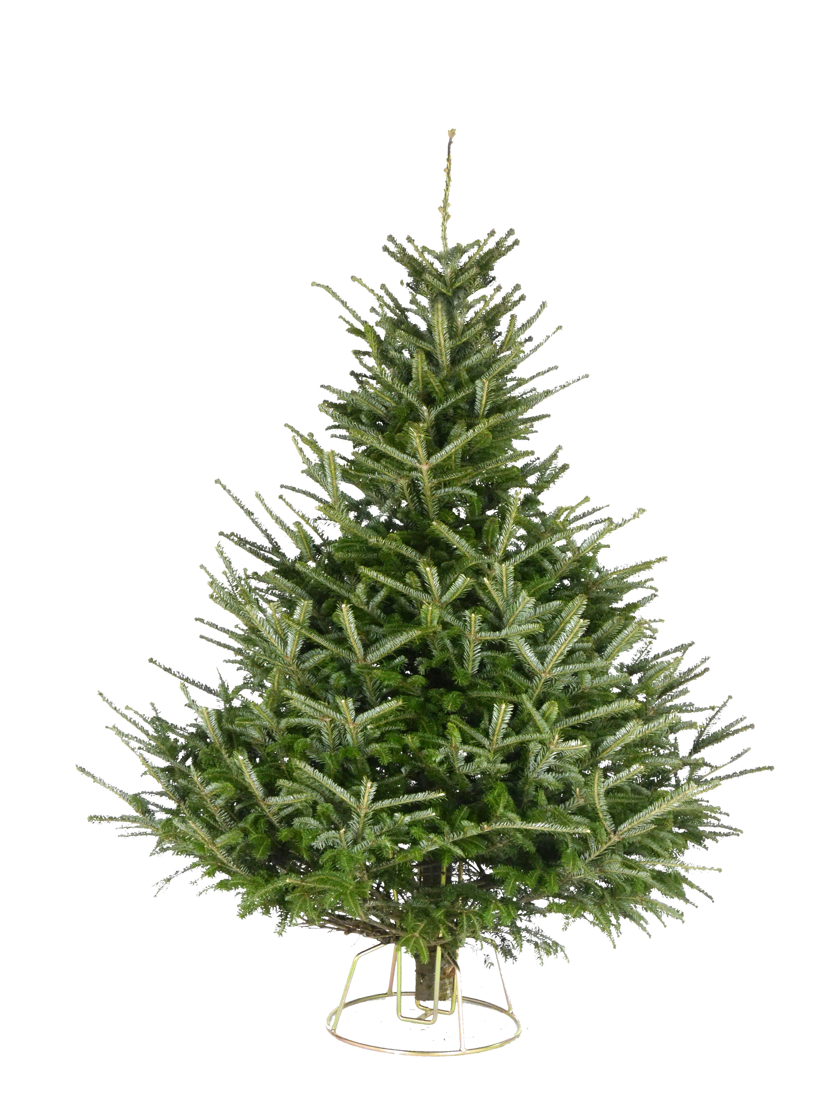 180-210cm Fraser fir Large Slim Real cut Christmas tree