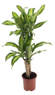 19CM GOLDEN DRAGON TREE 2 CANE | DIY at B&Q