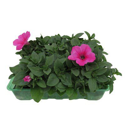 2 ASSORTED 6 PACK BEDDING PLANTS | DIY at B&Q