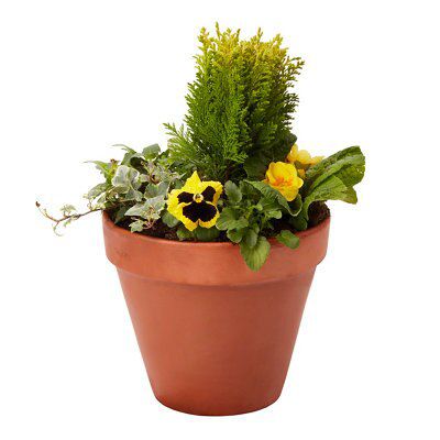 2 ASSORTED PRE PLANTED CONTAINERS | £20 at B&Q