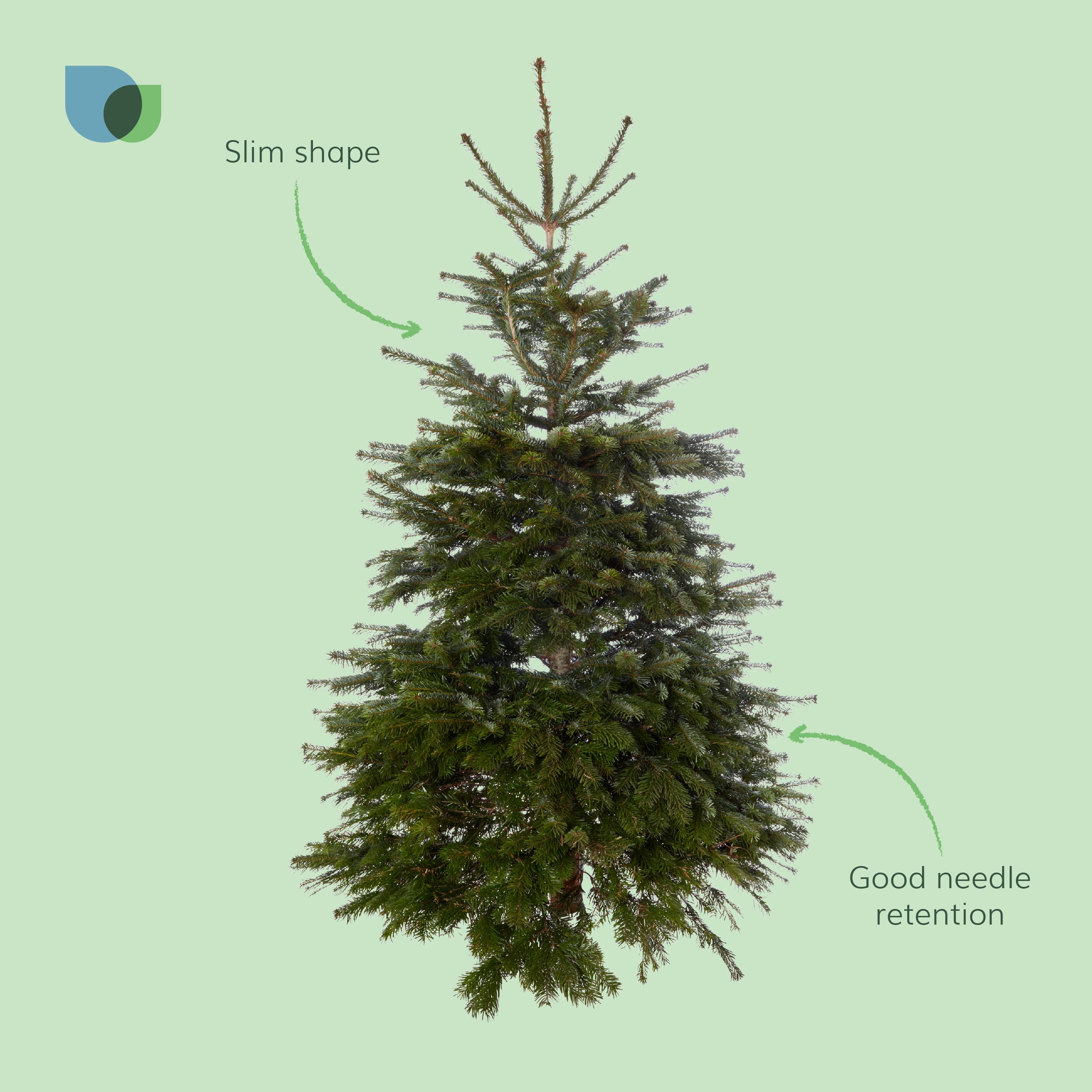 210-240cm 7ft Nordmann fir Extra large Slim Real cut Christmas tree
