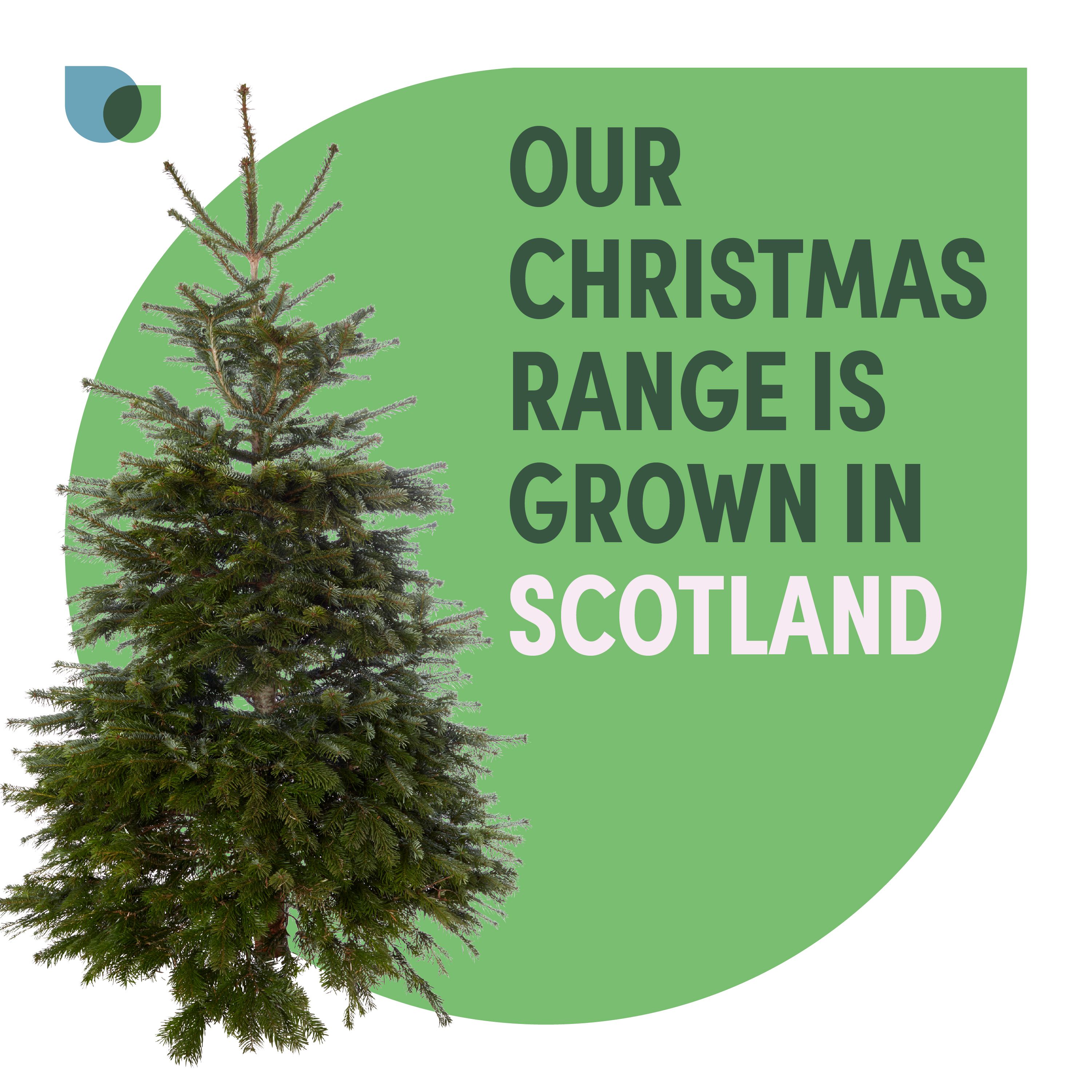 210-240cm 7ft Nordmann fir Extra large Slim Real cut Christmas tree