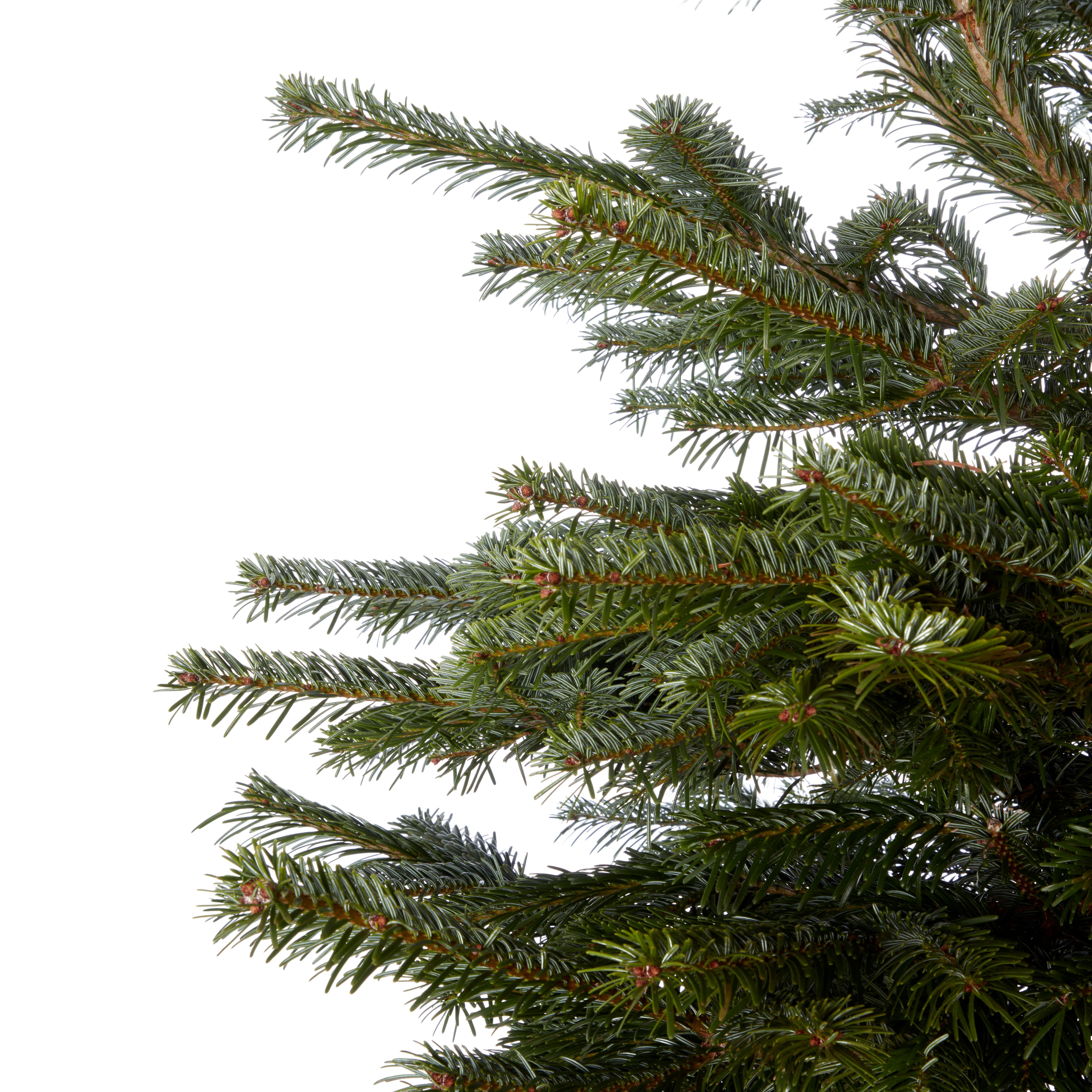 210-240cm 7ft Nordmann fir Extra large Slim Real cut Christmas tree