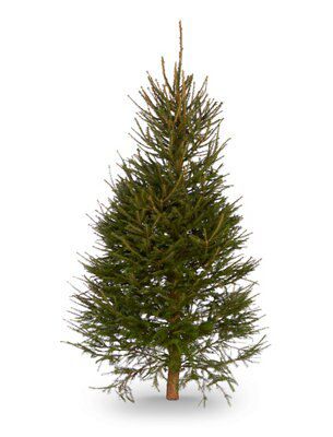 210-240cm Norway spruce Large Full Cut christmas tree | DIY at B&Q