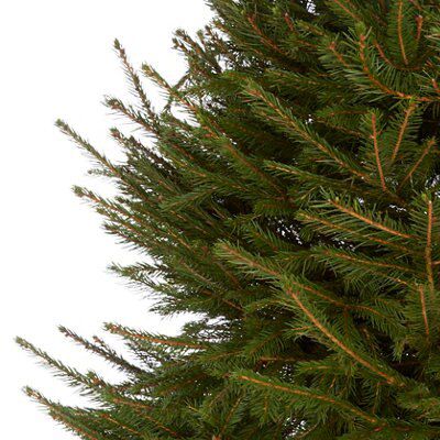 210-240cm Norway spruce Large Full Real cut Christmas tree