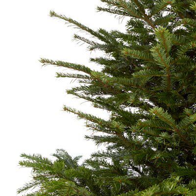 240-270cm 7.5ft Nordmann fir Extra large Full Real cut Christmas tree