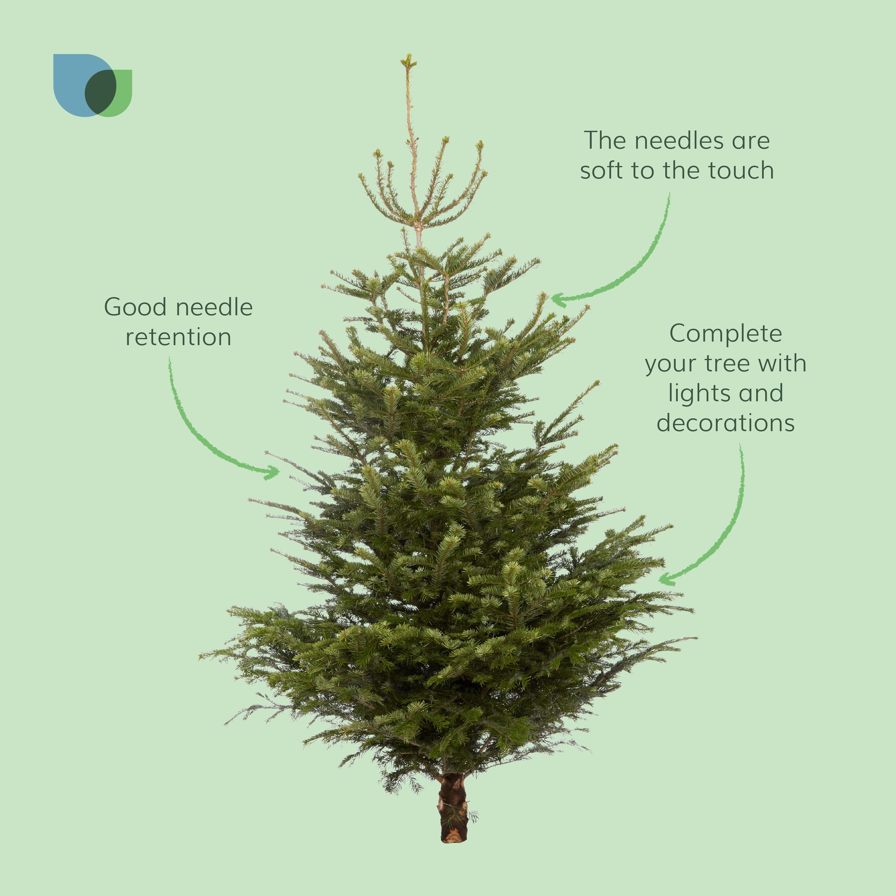 240-270cm 7.5ft Nordmann fir Extra large Full Real cut Christmas tree