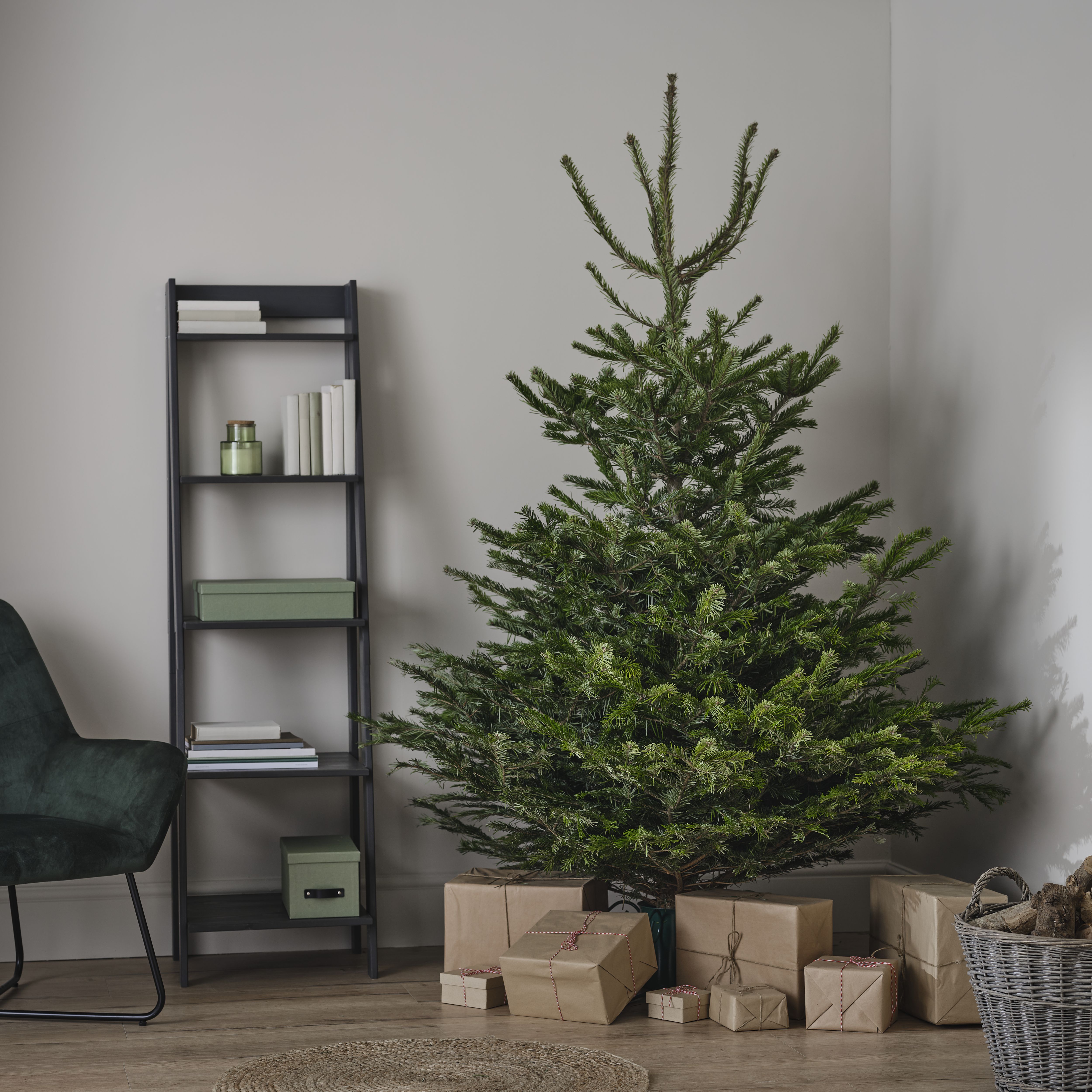 240-270cm 7.5ft Nordmann fir Extra large Full Real cut Christmas tree
