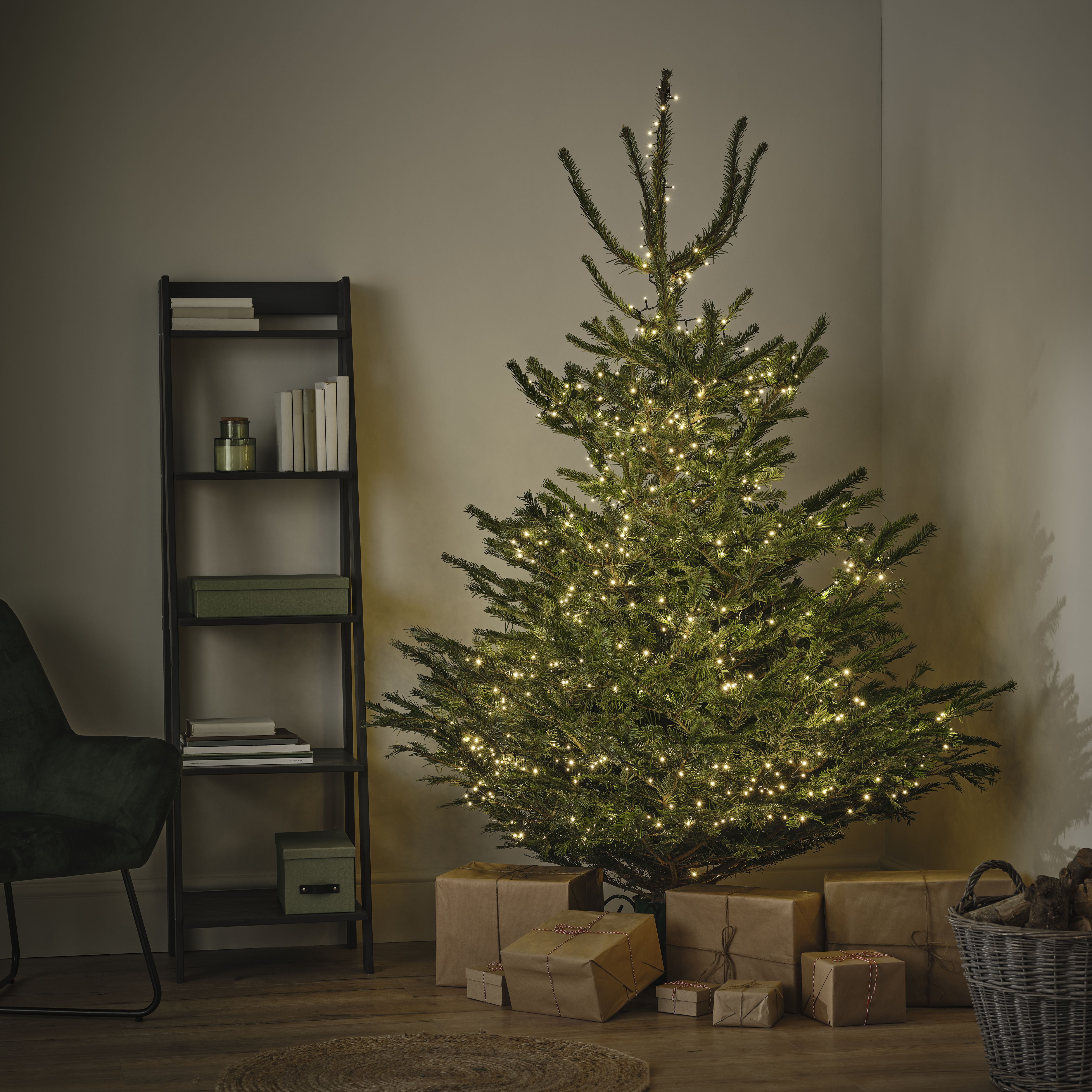240-270cm 7.5ft Nordmann fir Extra large Full Real cut Christmas tree