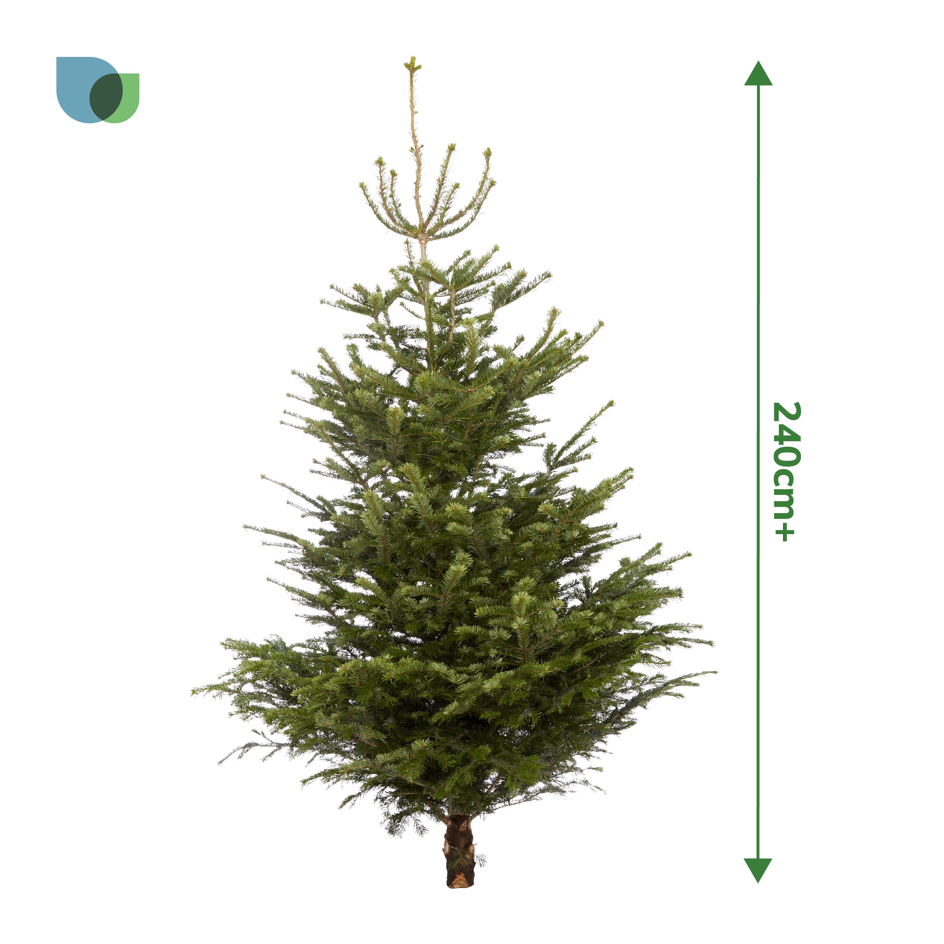 240-270cm 7.5ft Nordmann fir Extra large Full Real cut Christmas tree