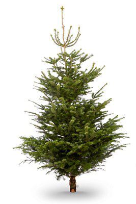 240-270cm Nordmann fir Extra large Full Cut christmas tree | DIY at B&Q